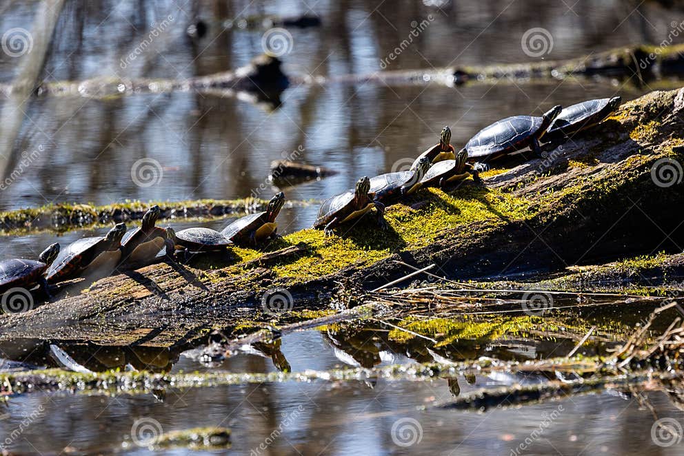 Line of the Turtles on a Tree Branch by the Water. Stock Image - Image ...