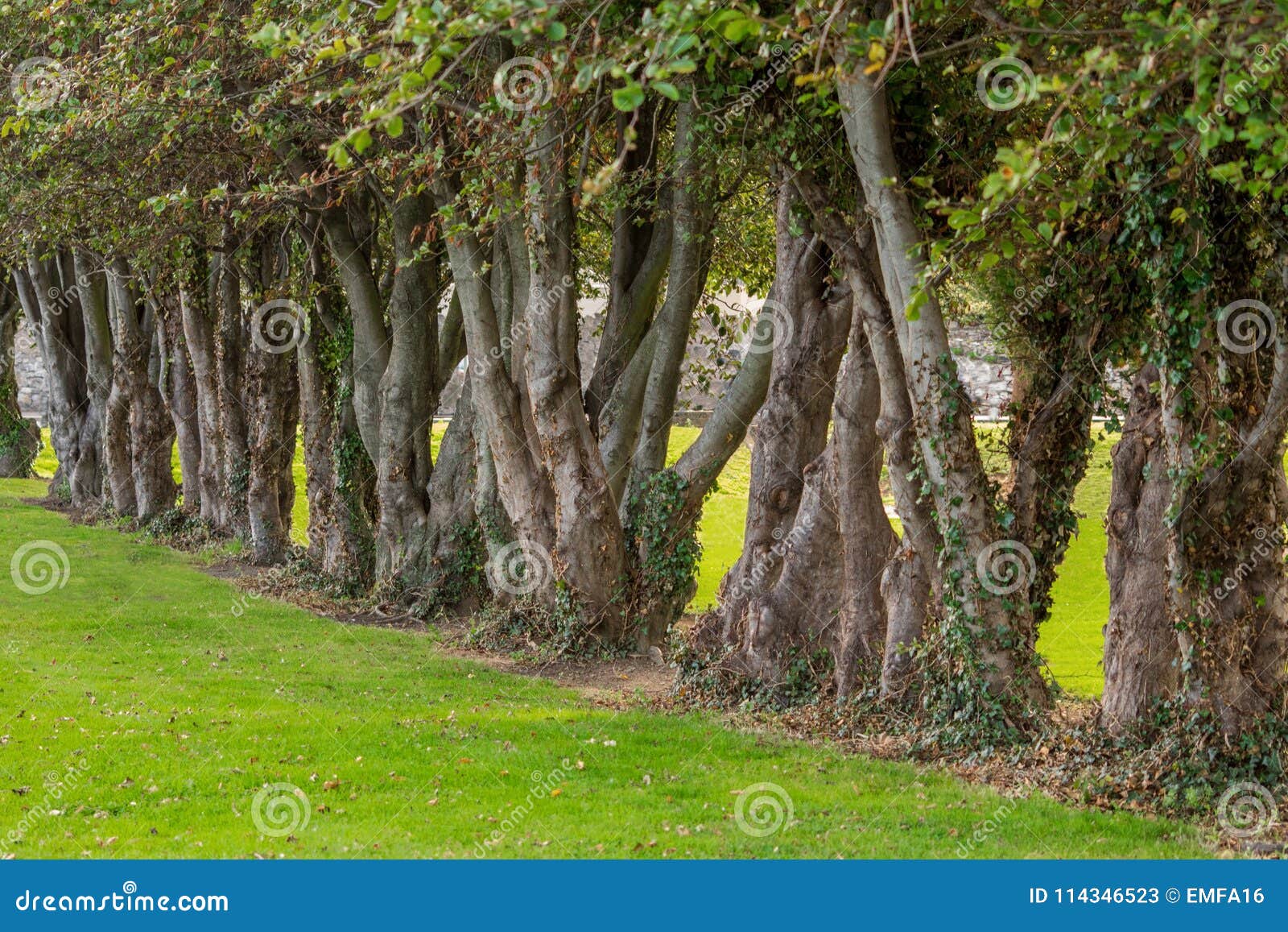 A Line of Twisted Trees on a Lawn Stock Image - Image of woodland ...