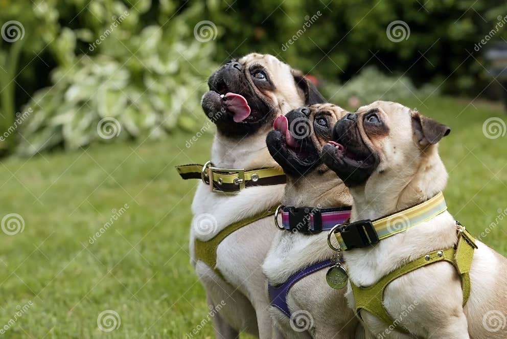 Line Up stock image. Image of mops, puppies, canine, fawn - 4872487
