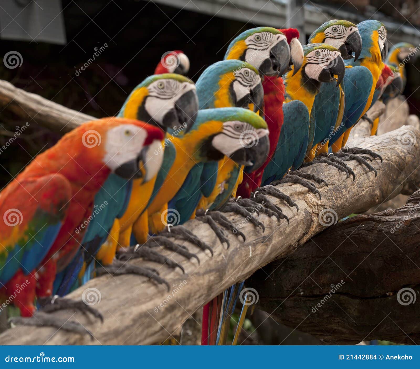 The Line Up of Multi Colored Parrot Stock Photo - Image of young, line ...