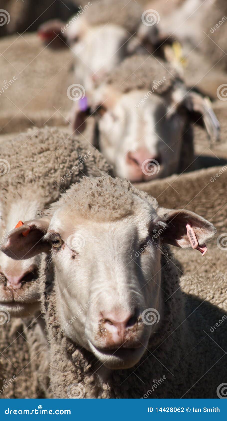 Line up of Sheep stock photo. Image of wool, australia - 14428062