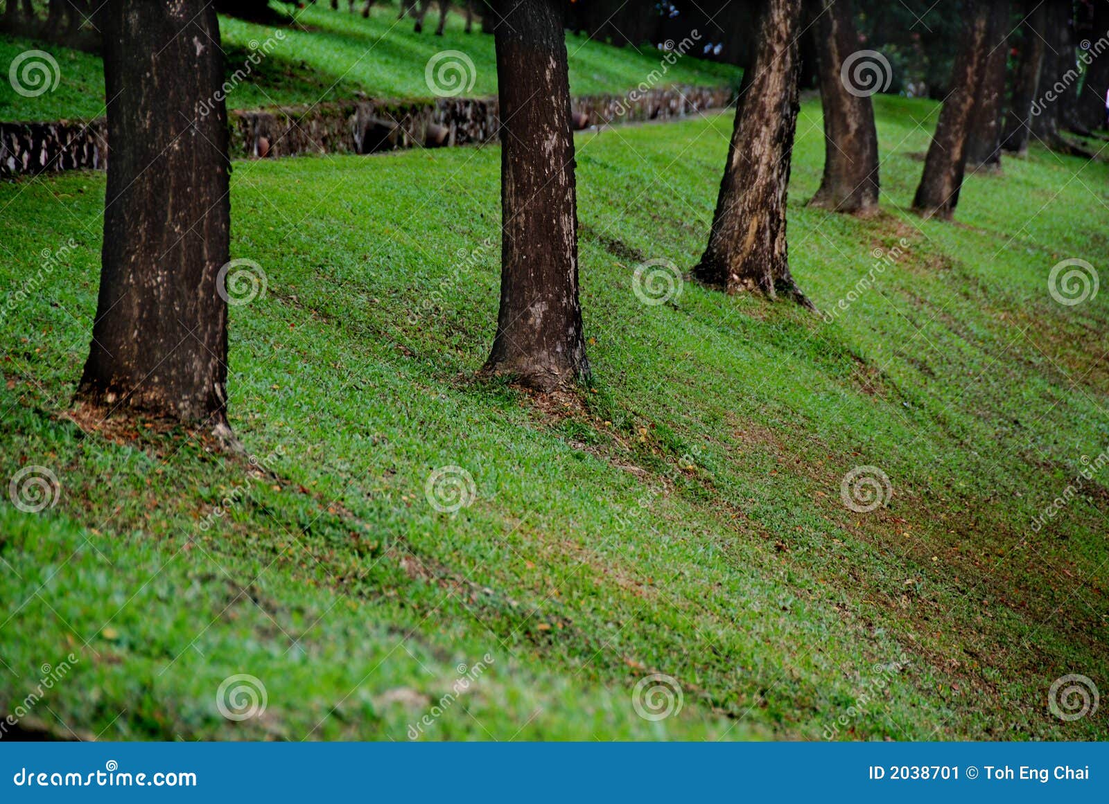 Line up trees stock image. Image of trunk, park, drain - 2038701