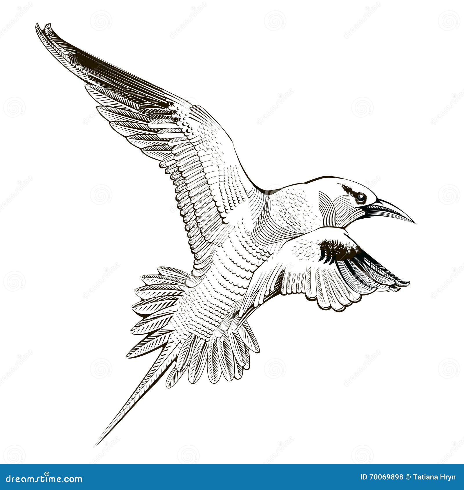Line Vector Seagull. Engraving Illustration Stock Vector - Illustration ...