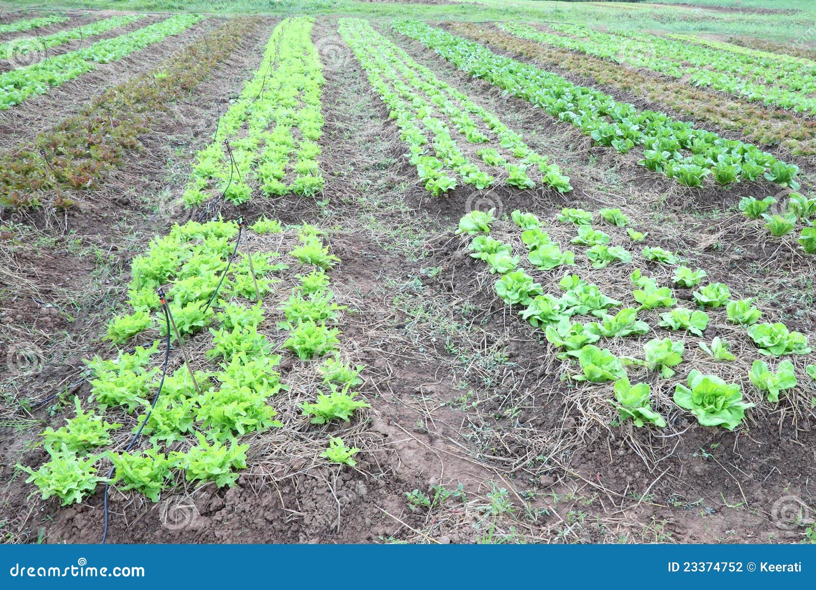 Line Vegetable Farm Horizontal Stock Photo - Image of outdoor ...