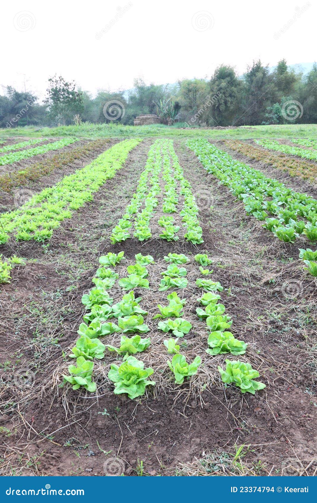 Line Vegetable Farm Vertical Stock Photo - Image of grow, salad: 23374794