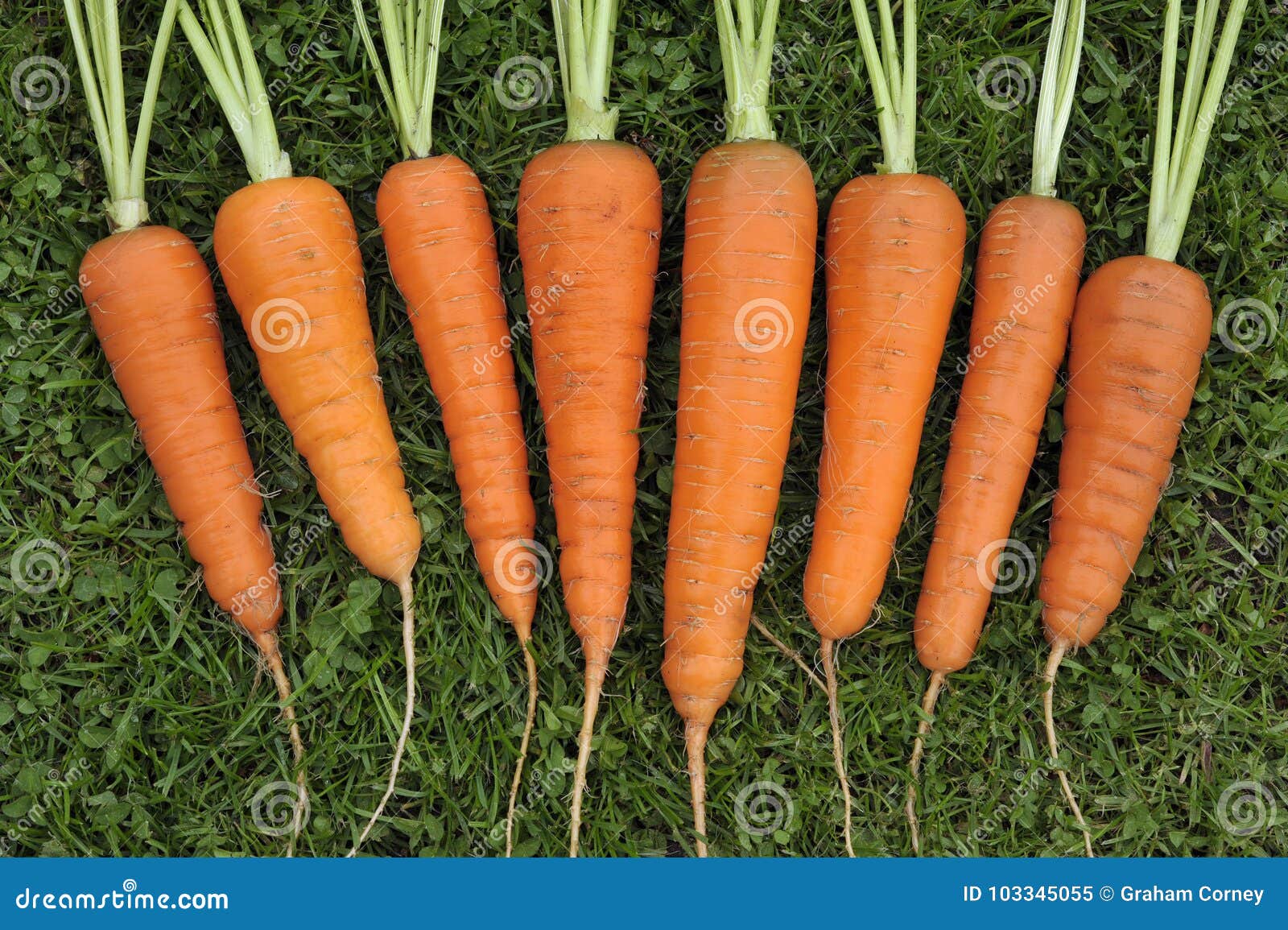 Bunch of Freshly Picked and Washed Carrots Stock Image - Image of fresh ...
