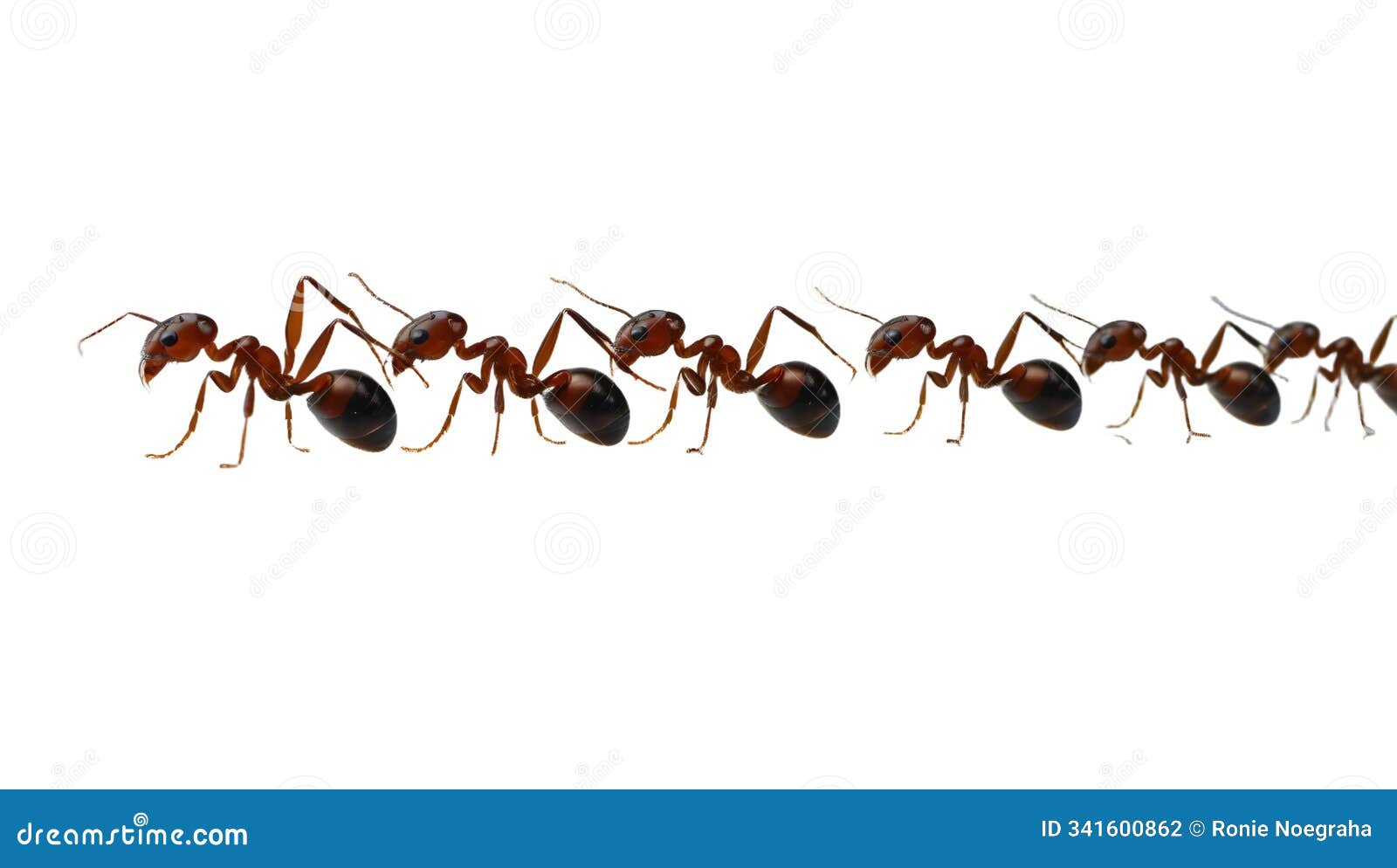 A Line of Worker Ants Marching Isolated on White Background. Stock ...