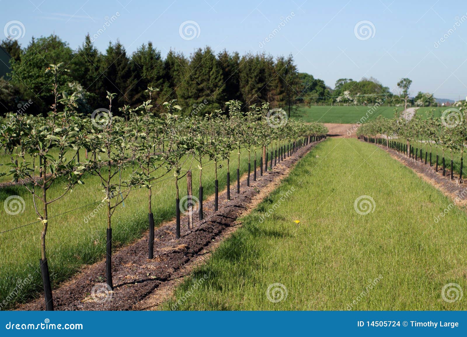 964 Cider Trees Stock Photos - Free & Royalty-Free Stock Photos from ...