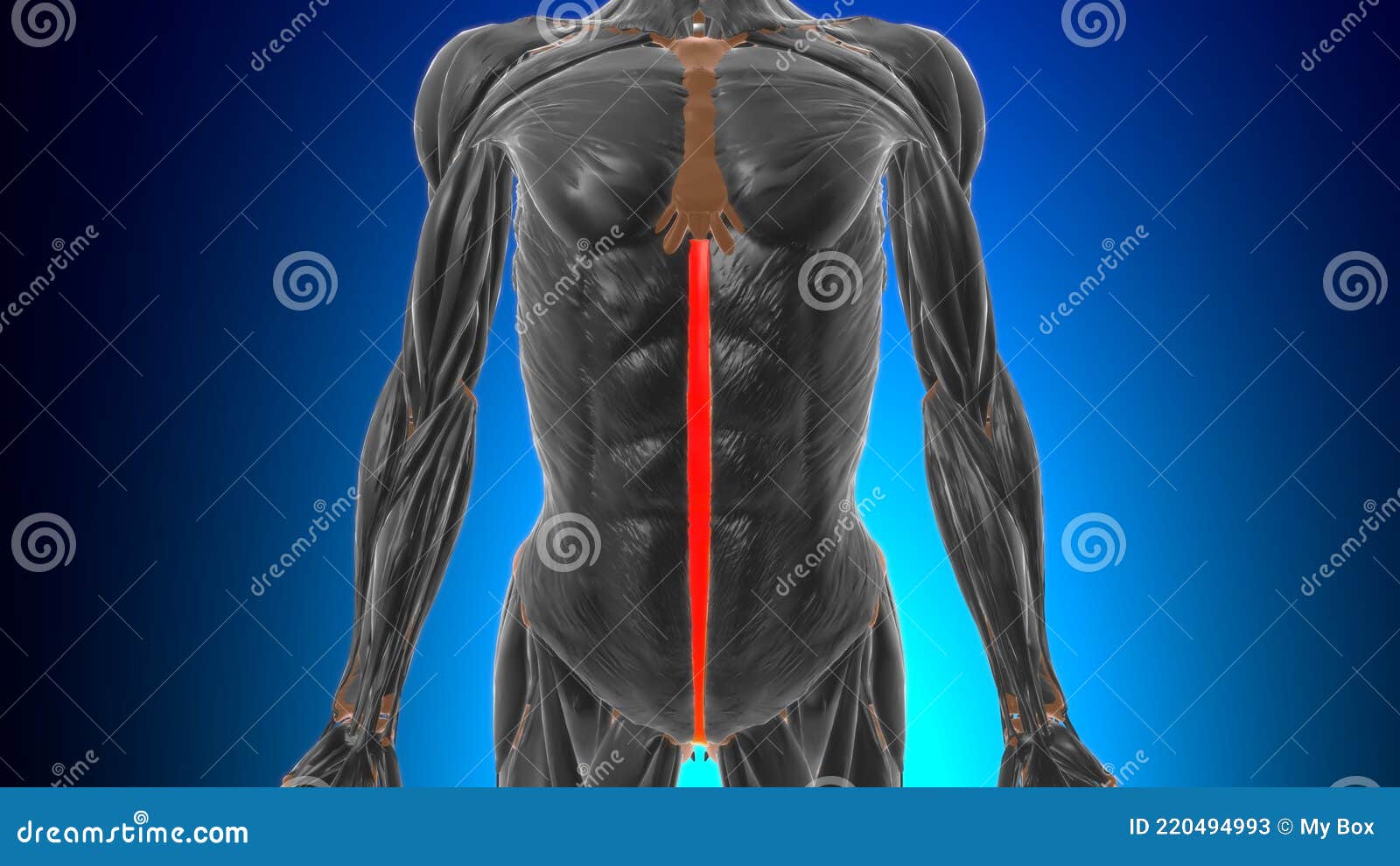 Linea Alba Anatomie Pour Le Concept Médical 3d Illustration Stock ...