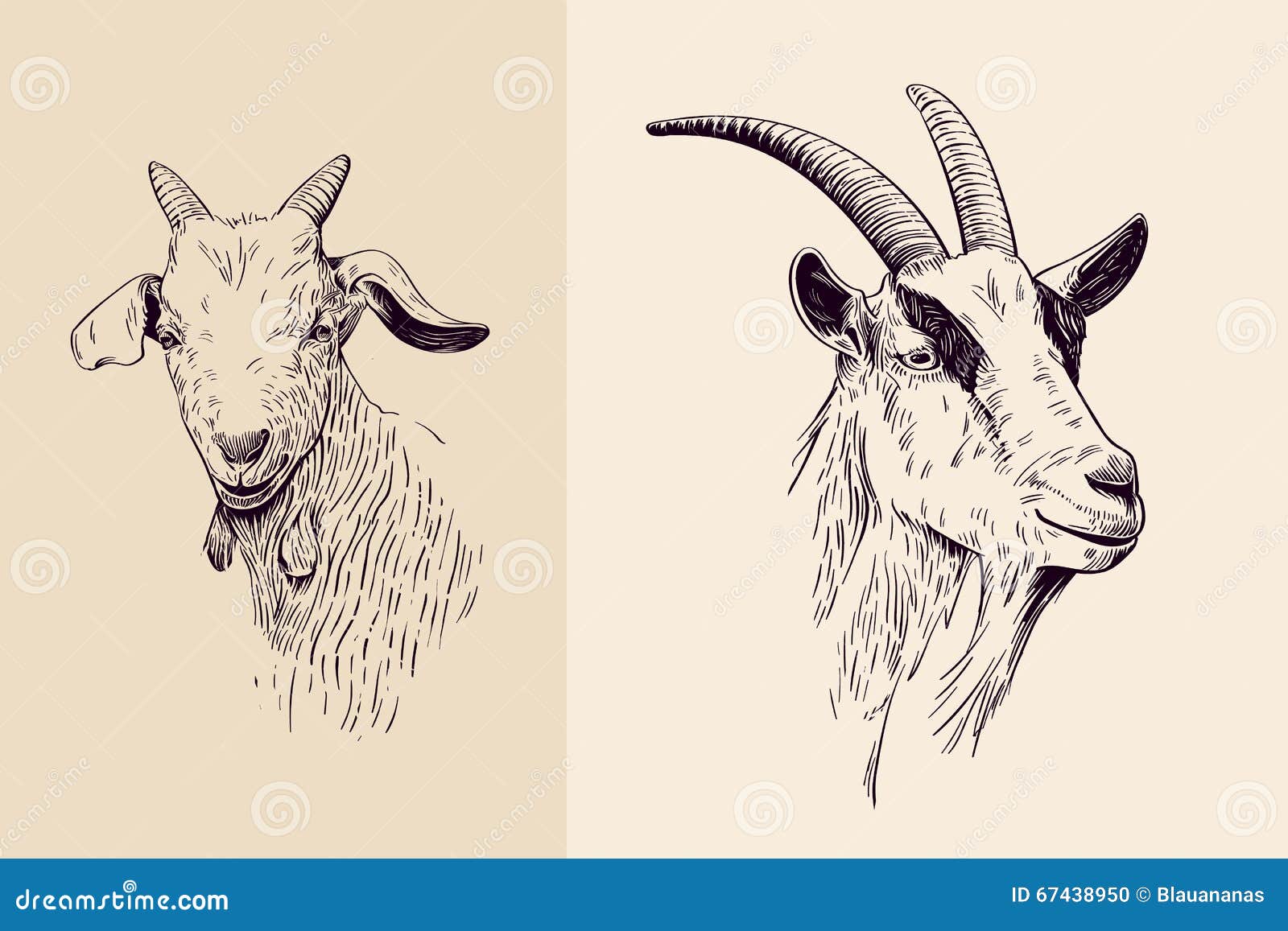 Linea arte della capra illustrazione vettoriale. Illustrazione di ...