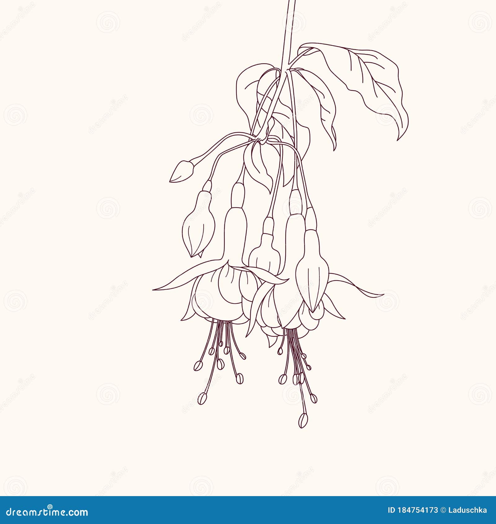 Linear Drawing of Flower. Blooming Fuchsia Branch Stock Vector ...