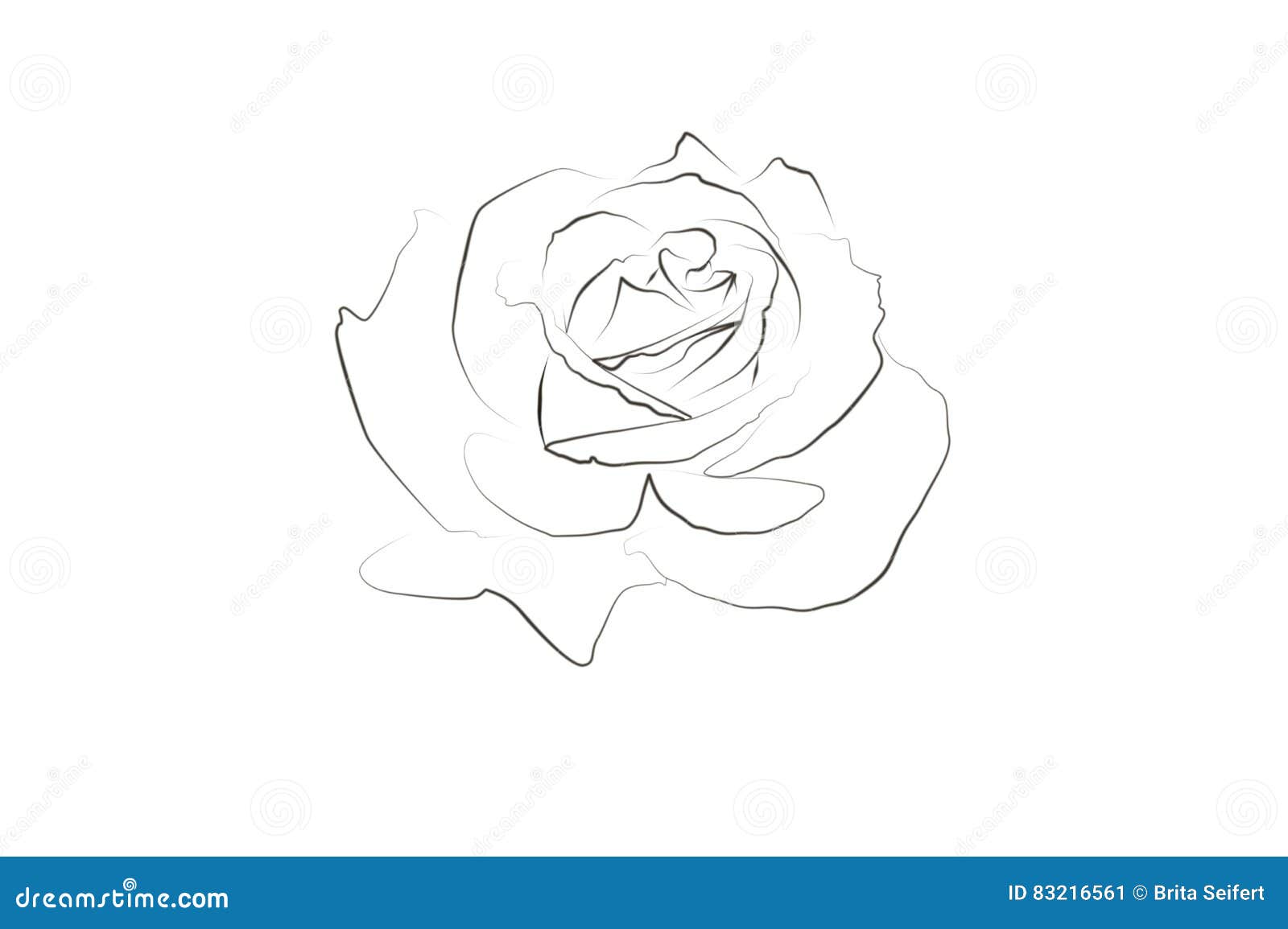 Linear drawing of a rose stock illustration. Illustration of drawing ...