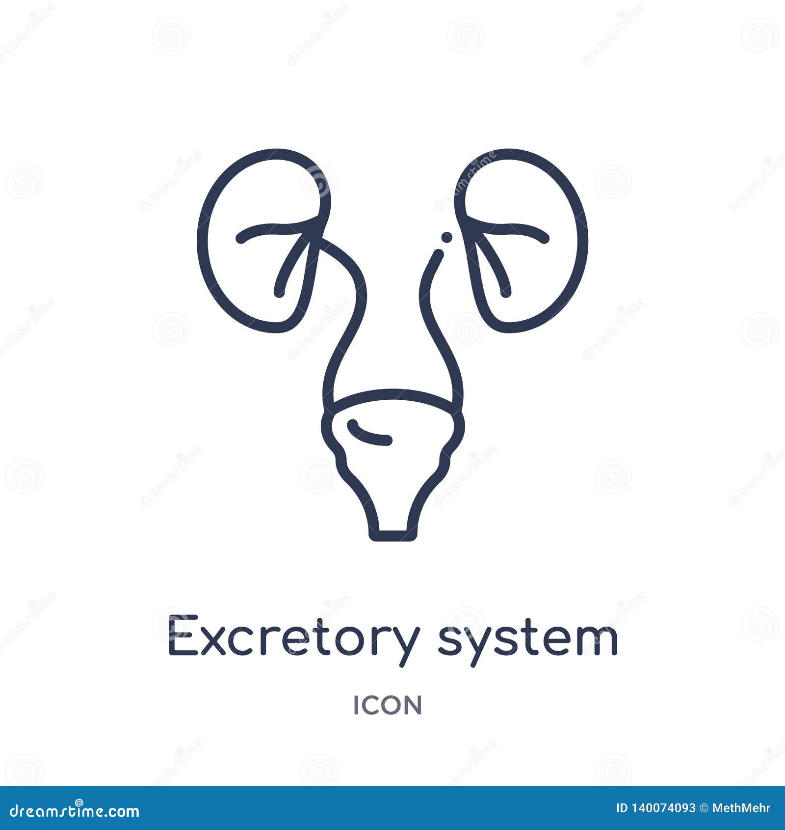 Excretory System Vector Illustration. Labeled Educational Organs ... Excretory System Vector Illustration. Labeled Educational Organs ...