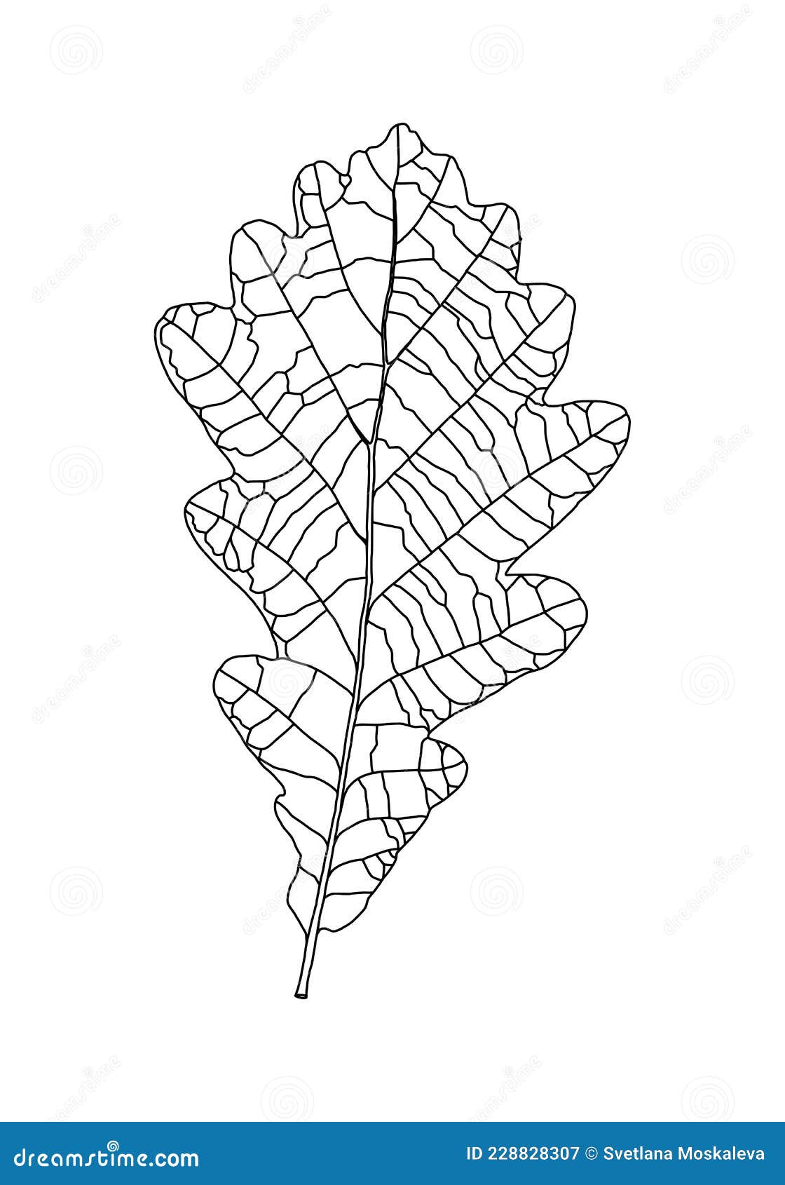 Linear Graphic Oak Leaf Pattern with Veins Isolated on White Background ...