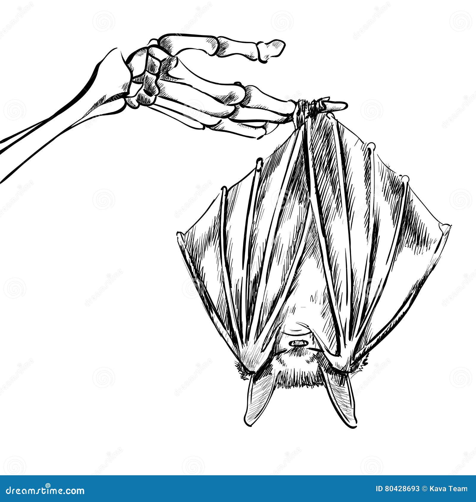 Bat Skeleton Drawing