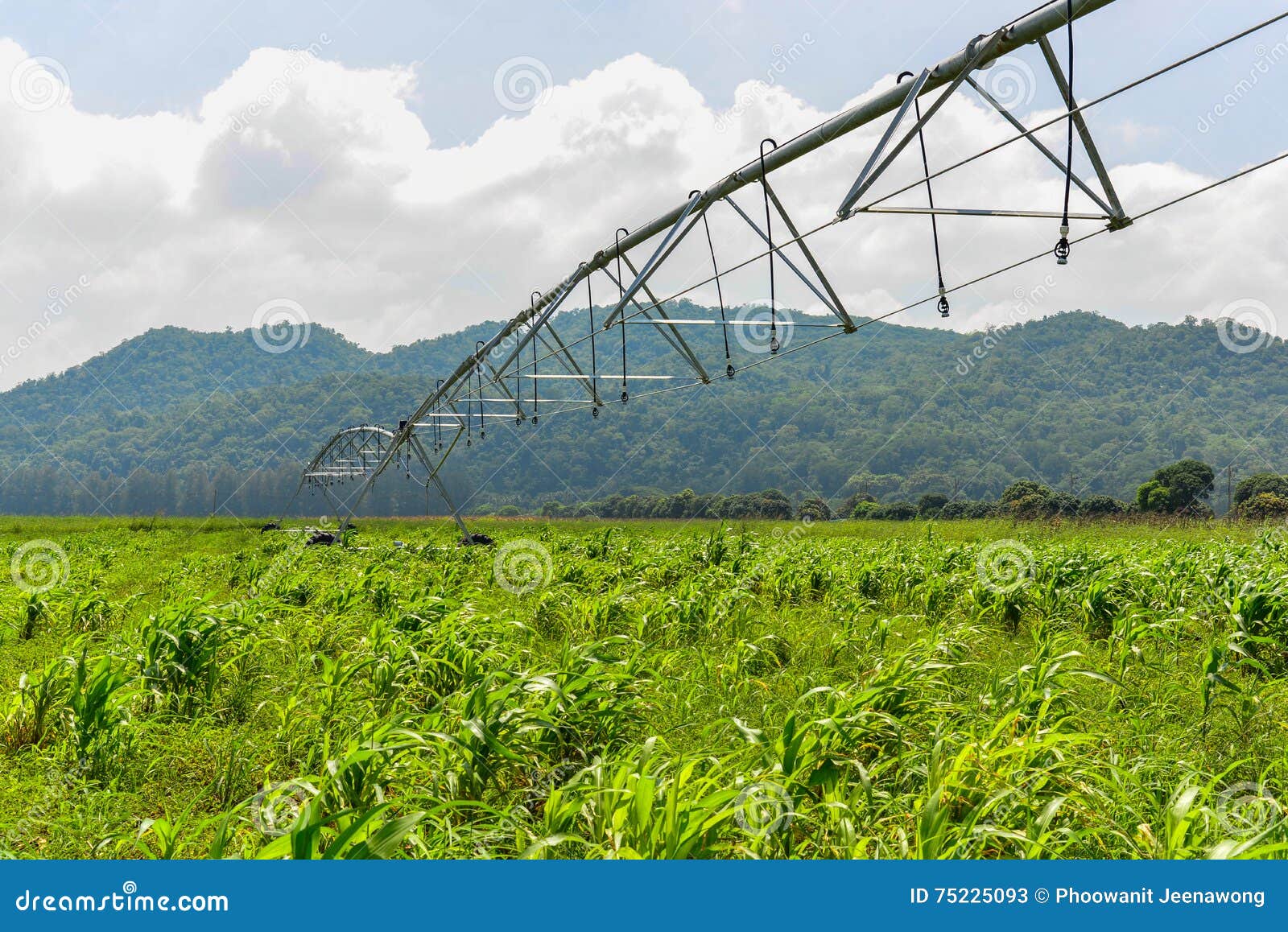 Linear Irrigation System stock image. Image of crop, green - 75225093