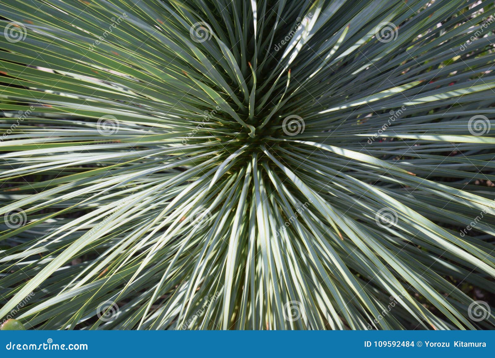 Yucca rostrata stock photo. Image of yucca, white, tree - 109592484