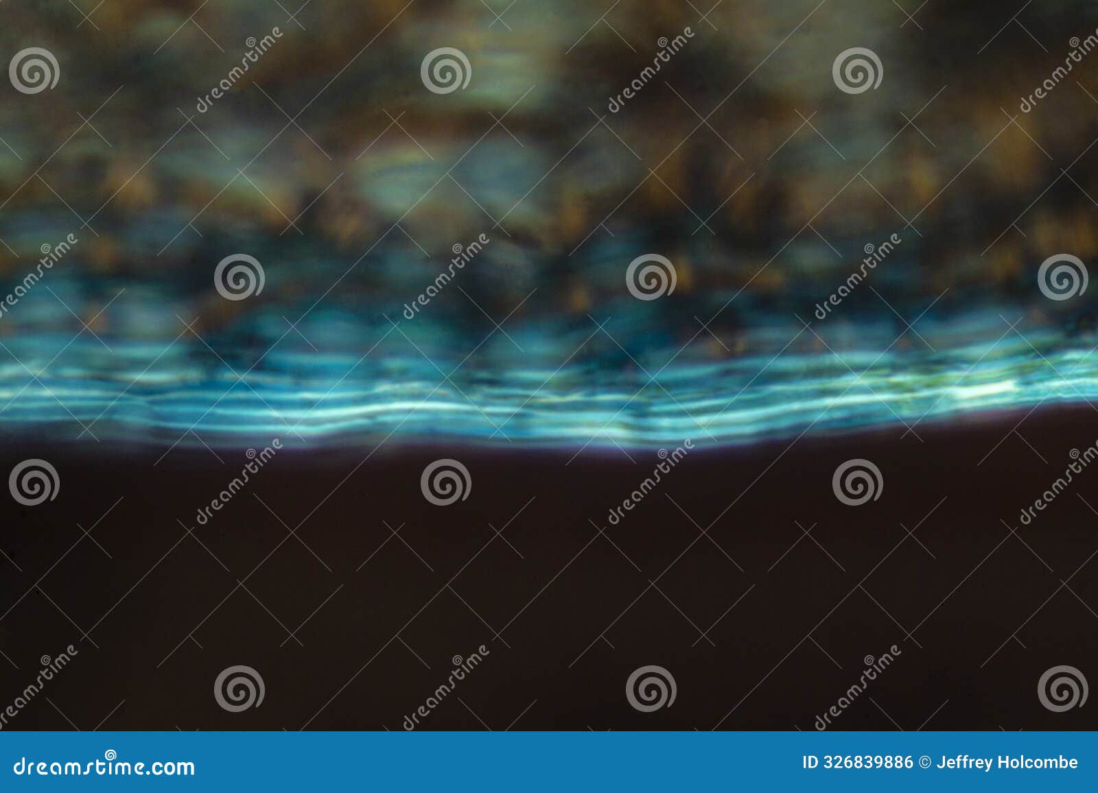 Linear Marginal Cells in a Branch Leaf of Sphagnum Squarrosum Stock ...