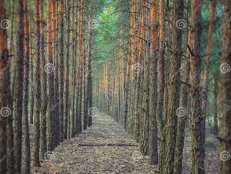 Linear Perspective Pine Trees Stock Image - Image of abstract ...
