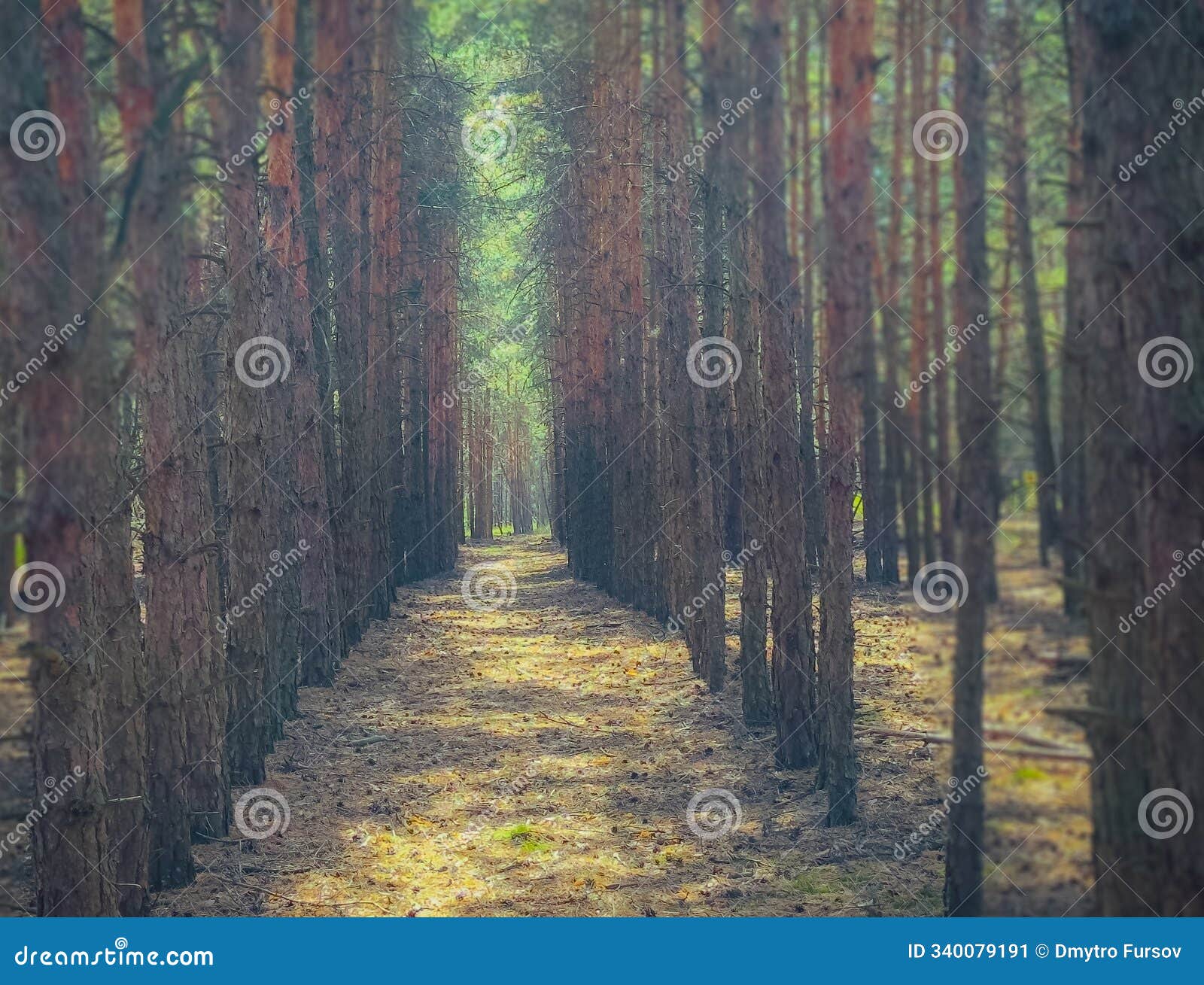 Linear Perspective Pine Trees Stock Image - Image of sunny, path: 340079191