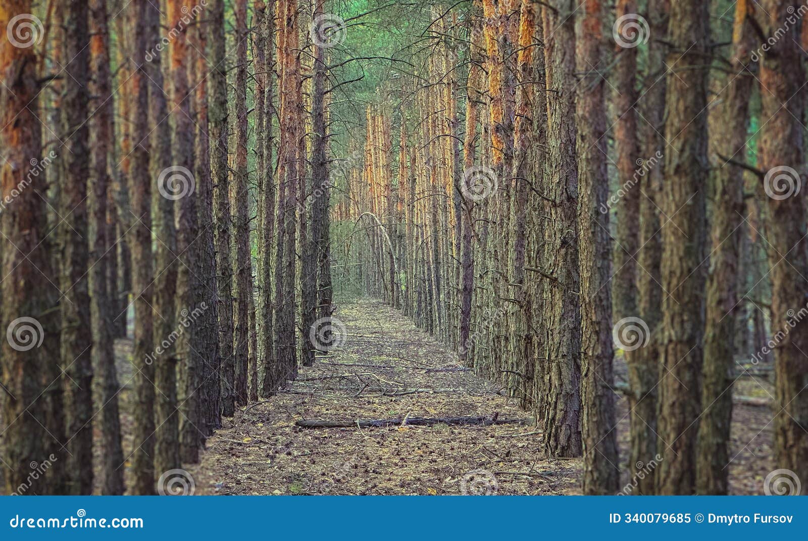 Linear Perspective Pine Trees Stock Image - Image of pattern, line ...