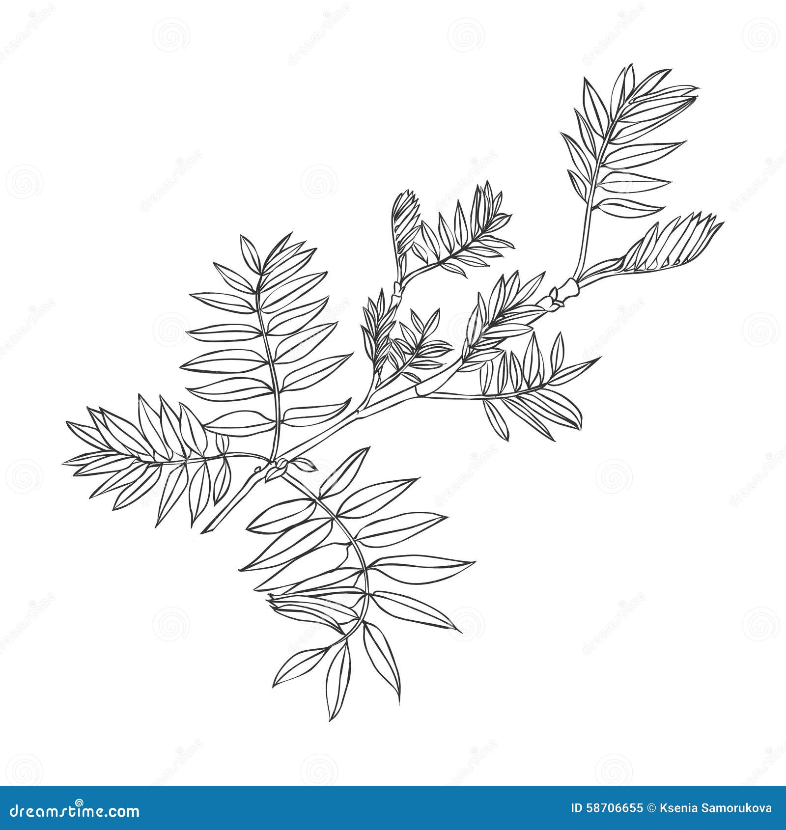 Linear plant stock vector. Illustration of gardening - 58706655