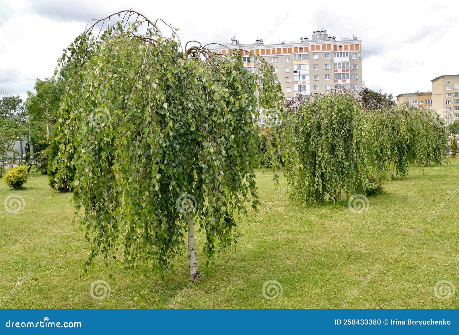 Linear Planting of Jung`s Birch Betula Pendula `Youngii Stock Photo ...