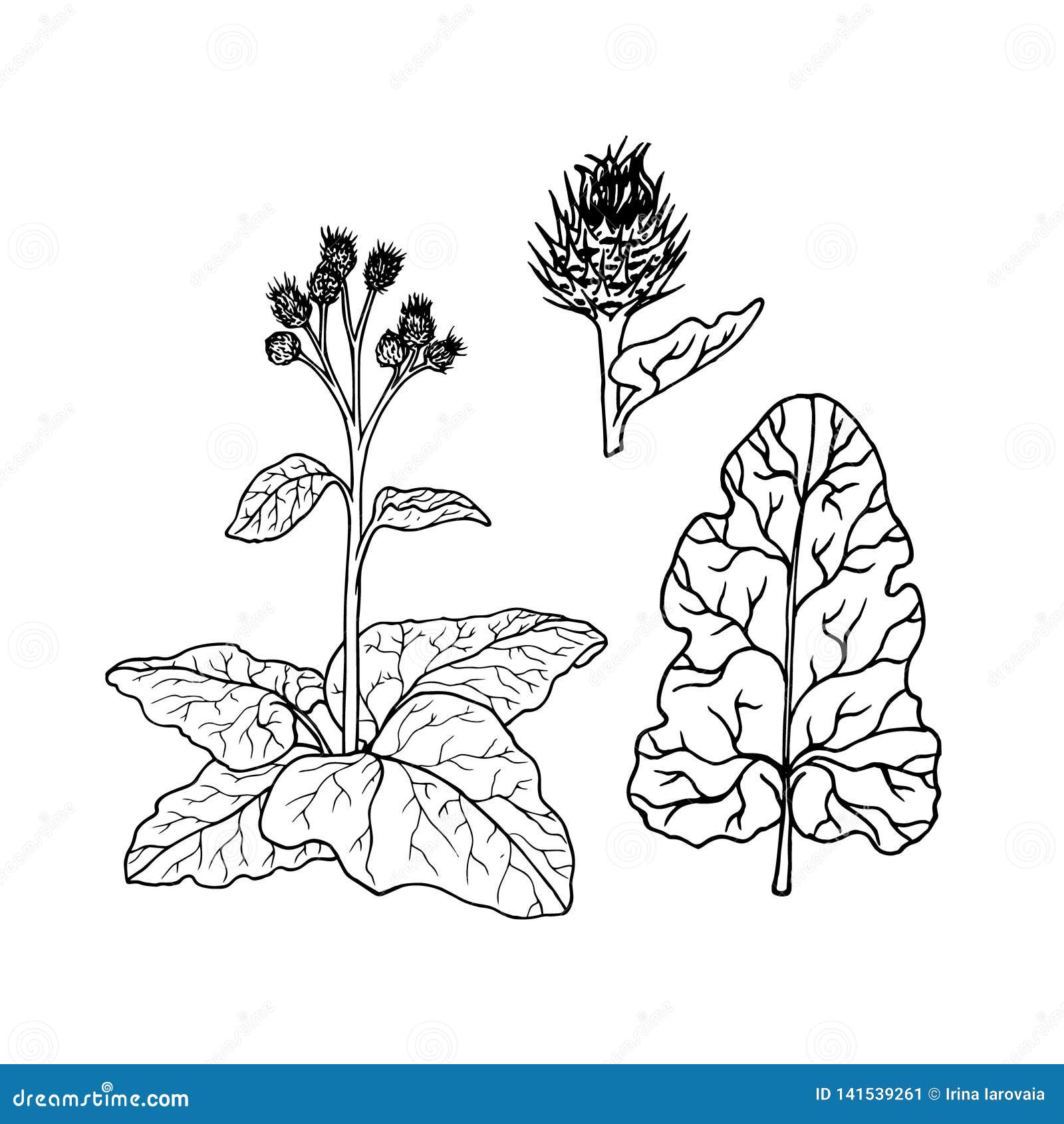 Linear Set of Burdock. Vector Line Drawing Stock Vector - Illustration ...