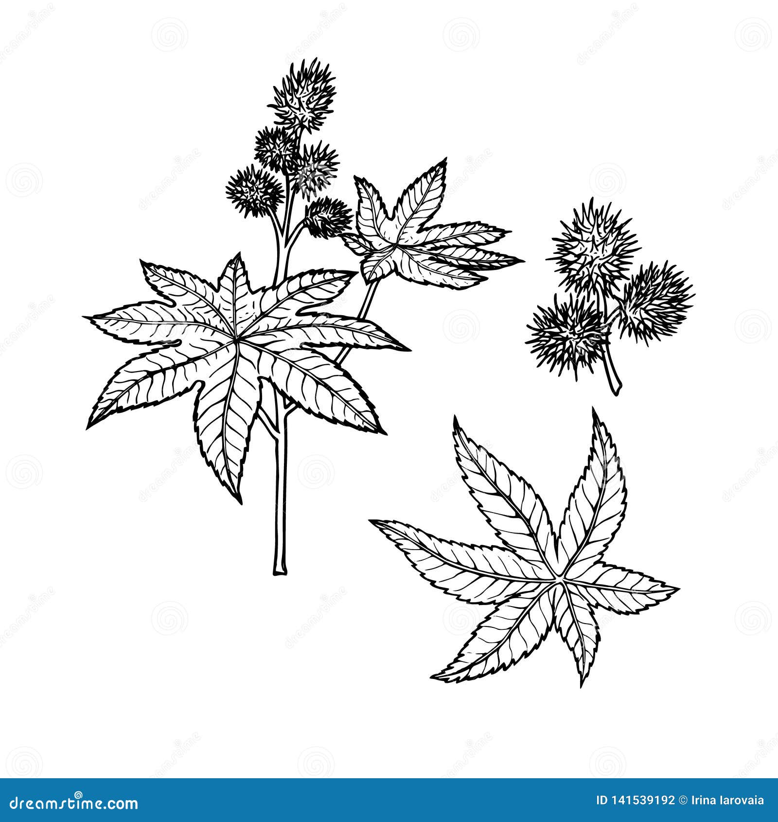 Linear Set of Castor. Vector Line Drawing Stock Vector - Illustration ...