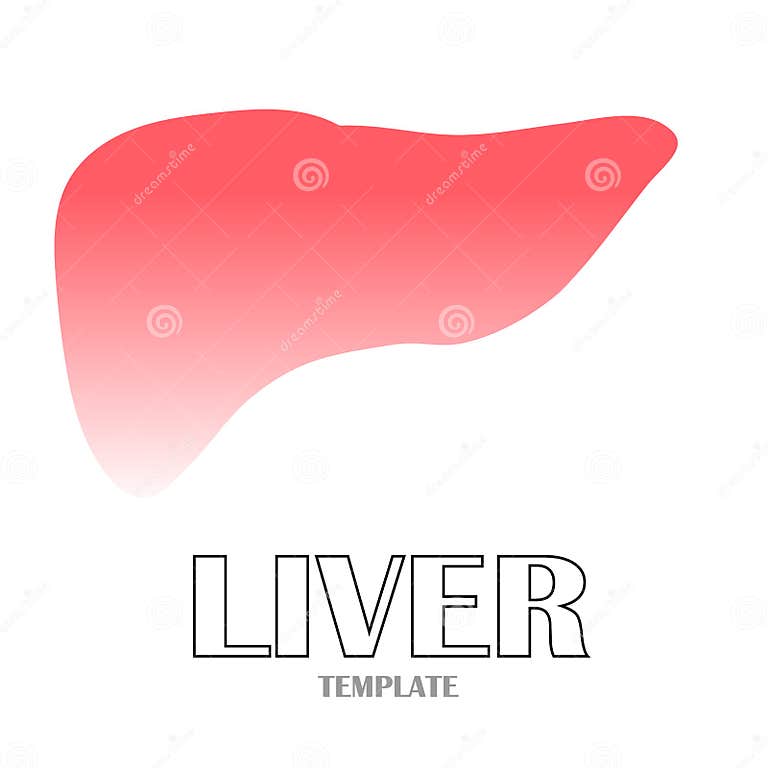 Linear Stylized Drawing of Liver Stock Vector - Illustration of concept ...
