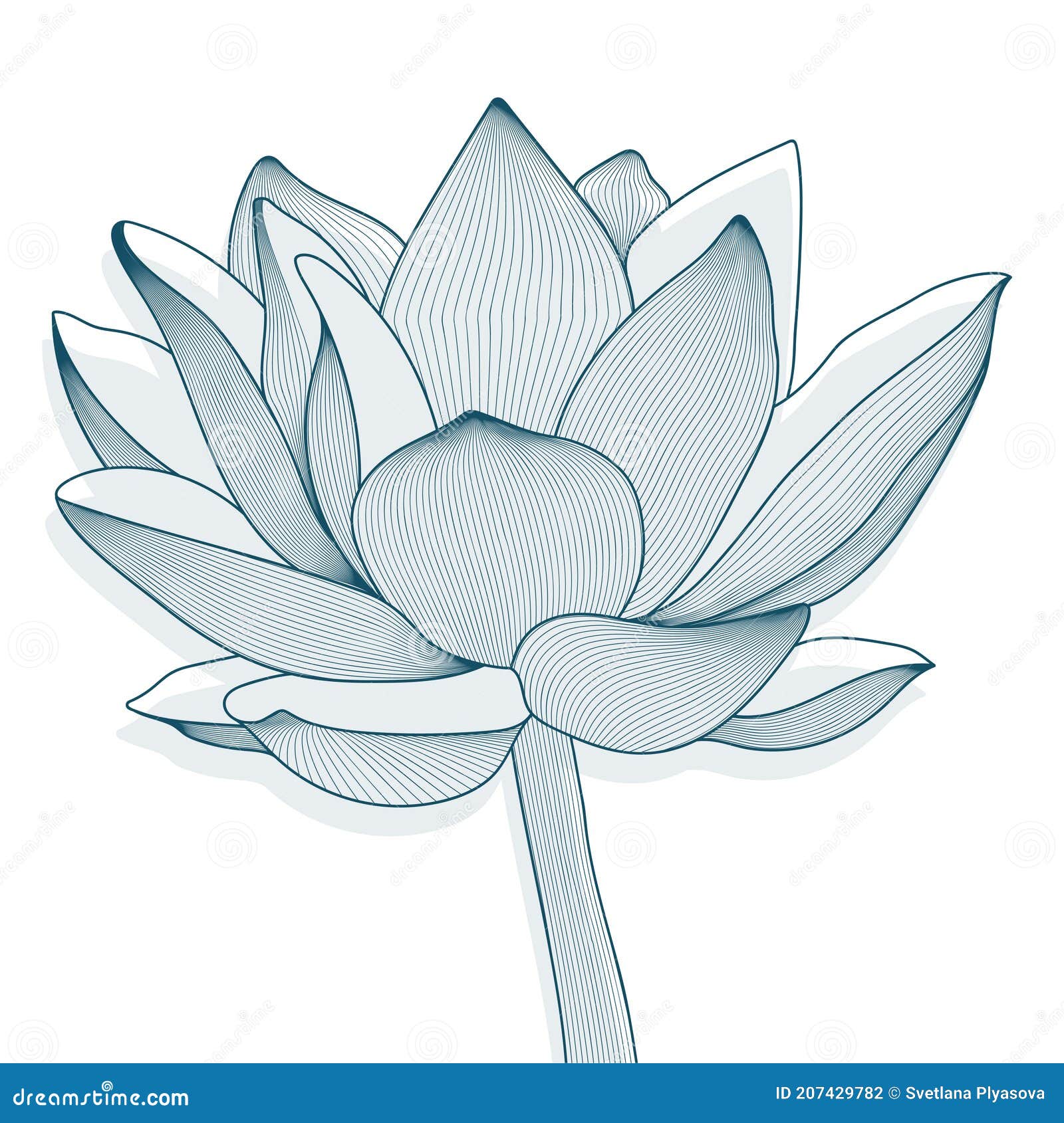 Linear Vector Decorative Pattern of Lotus Flower. Graphics Stock Vector ...