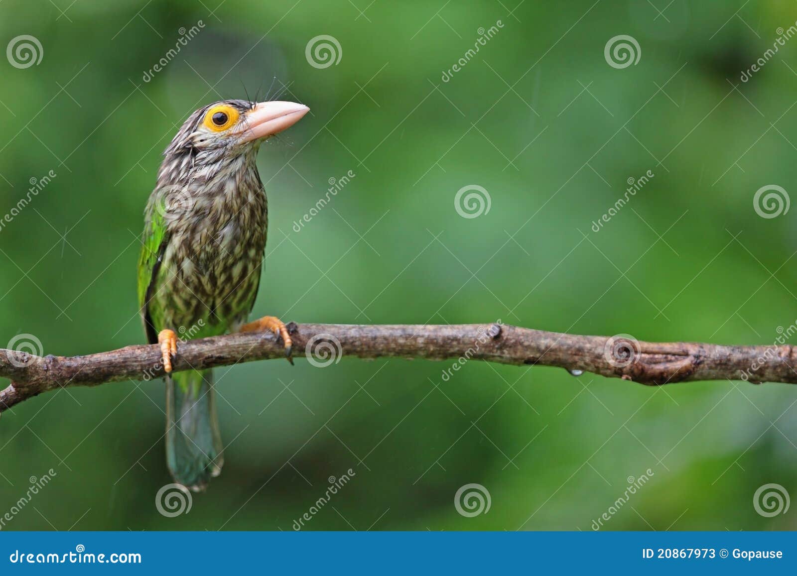Lineated Barbet stock image. Image of resident, feathers - 20867973