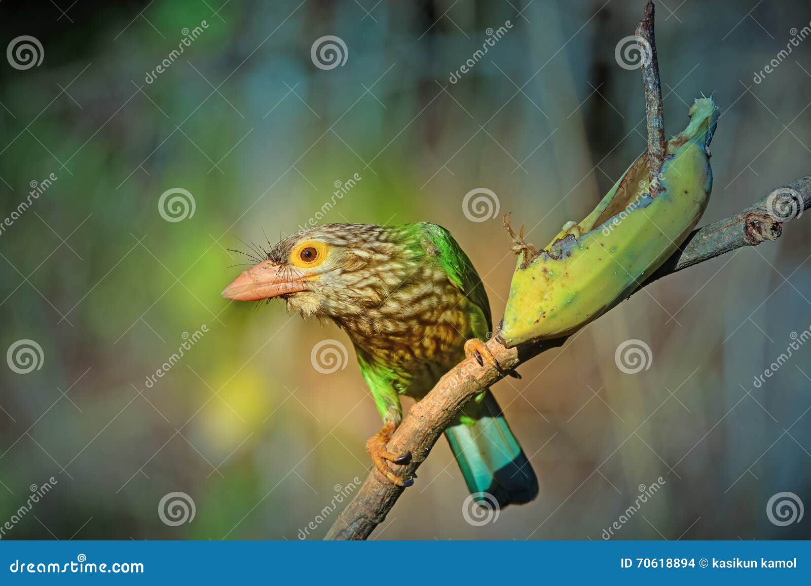 Lineated Barbet Bird on the Branch Stock Photo - Image of wildlife ...