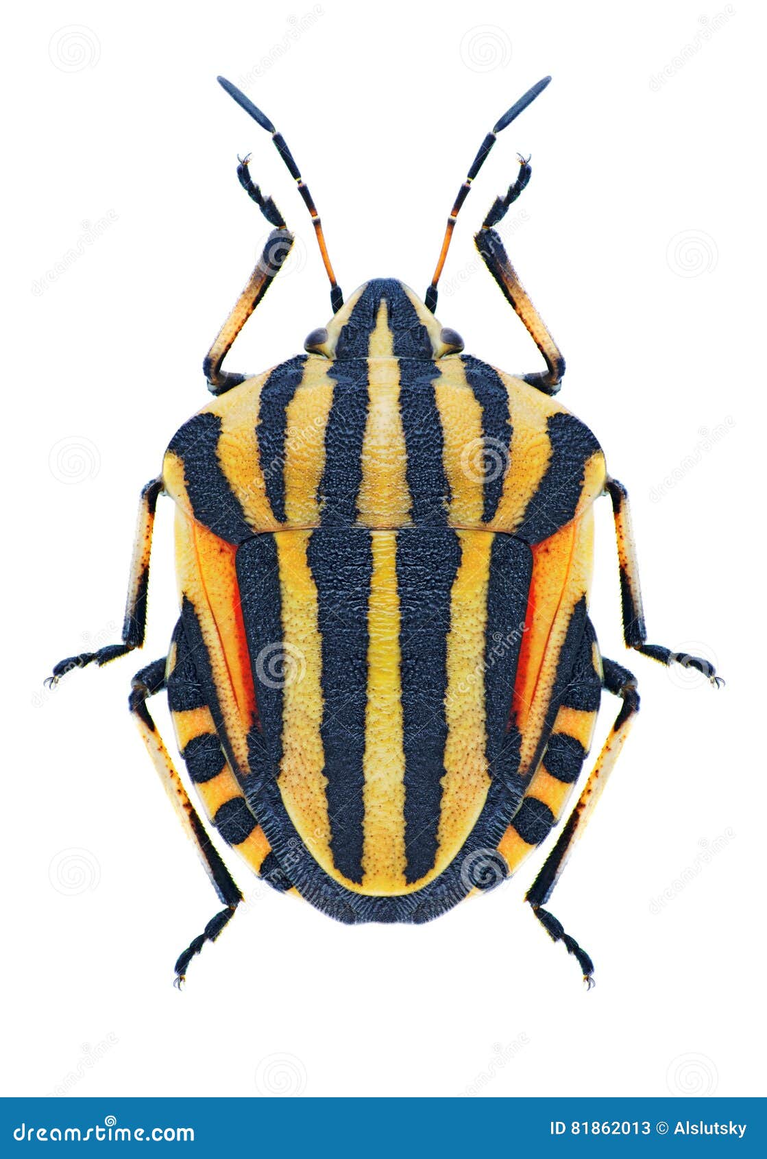 Lineatum De Graphosoma Del Insecto Imagen de archivo - Imagen de ...