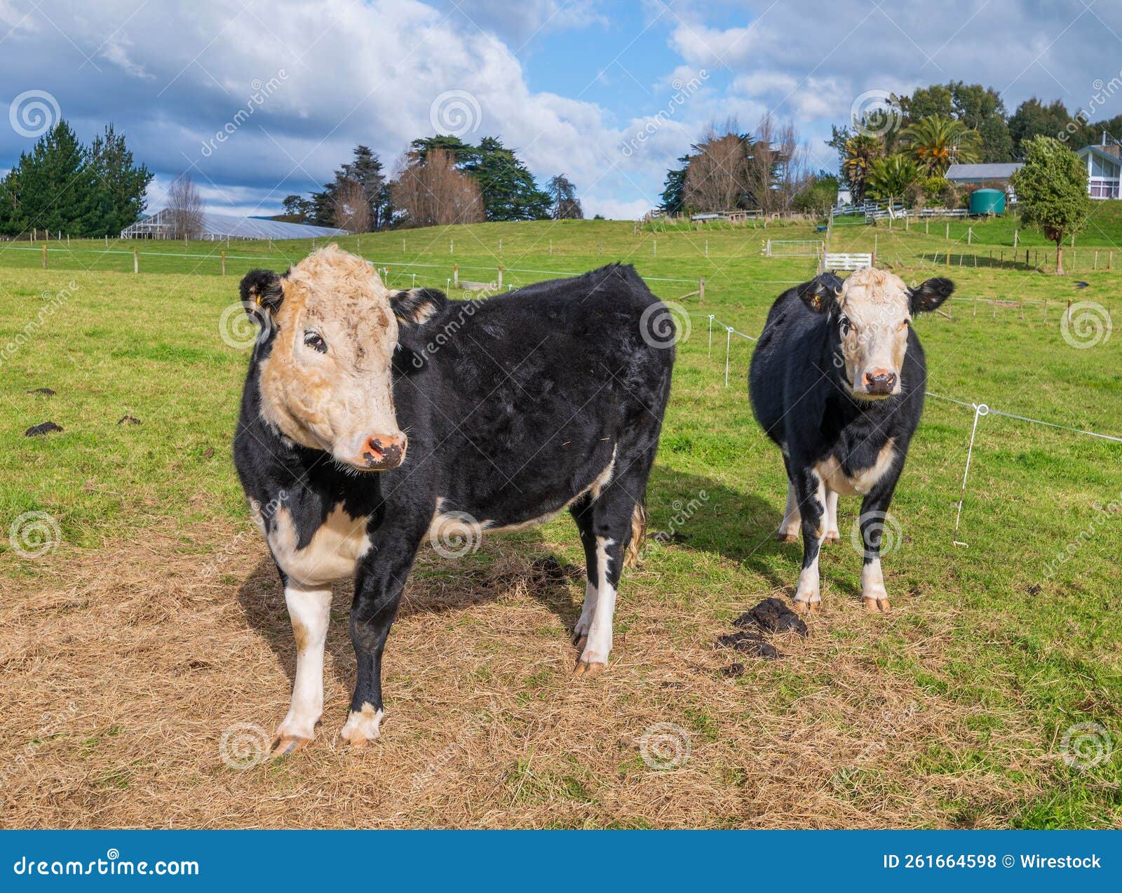 Lineback Cattle Cows in a Paddock on a Farm with Trees on a Sunny Day ...