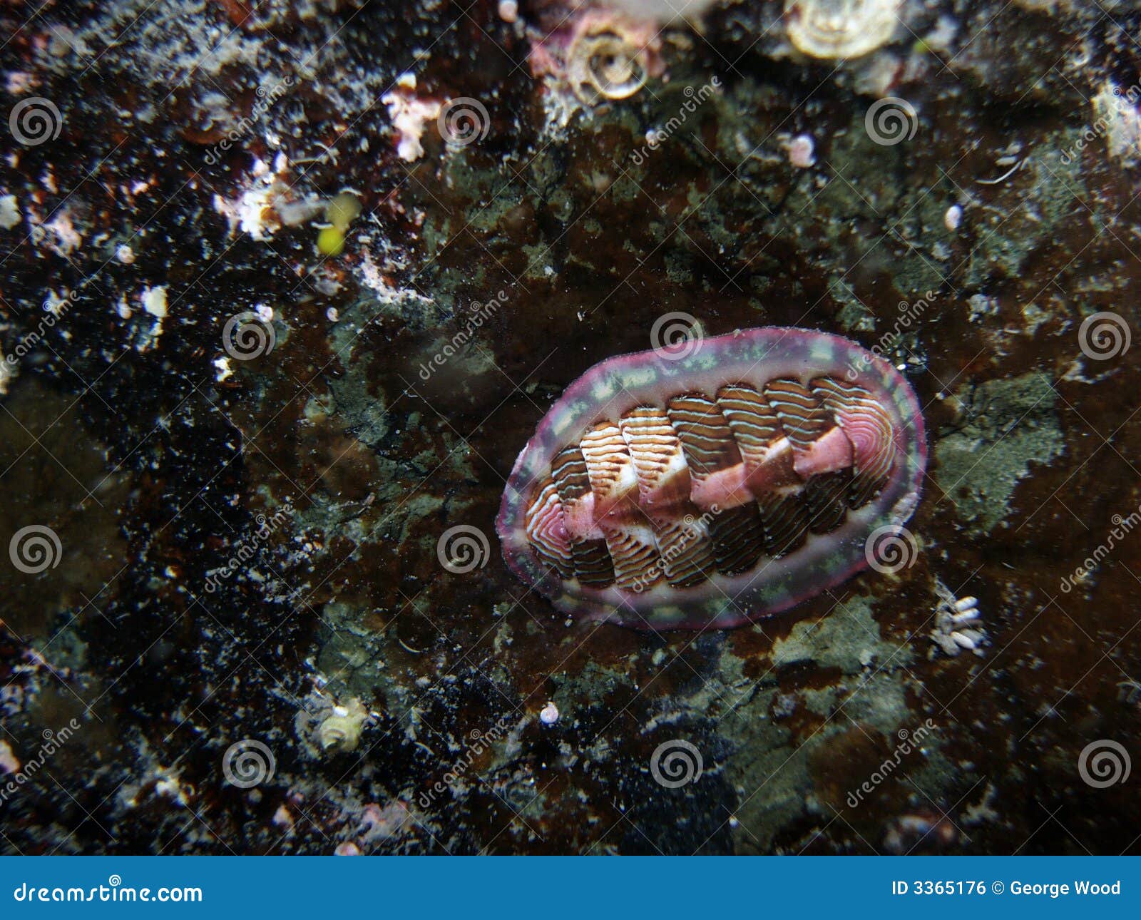 Lined chiton stock photo. Image of pattern, outdoors, chiton - 3365176
