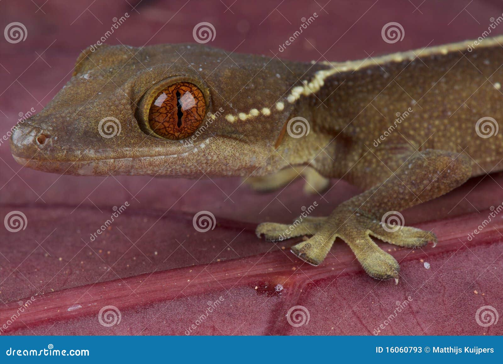 Lined gecko stock image. Image of yellow, agressive, skunk - 16060793