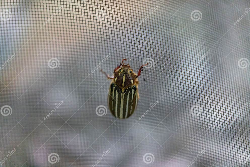 10 Lined June Beetle on a Screen Stock Photo - Image of walking, eyes ...