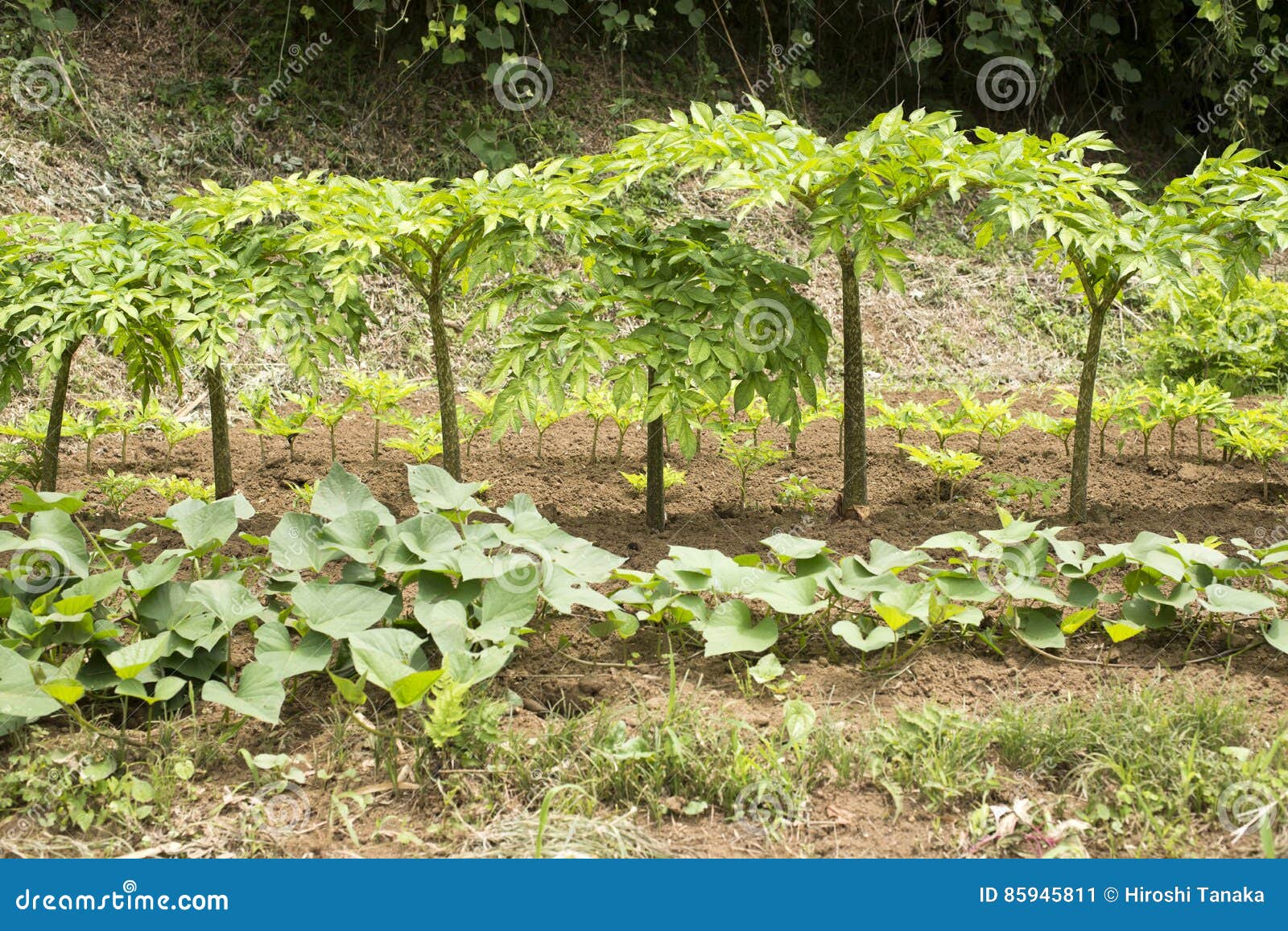 Lined konjac plant stock image. Image of industrial, natural - 85945811