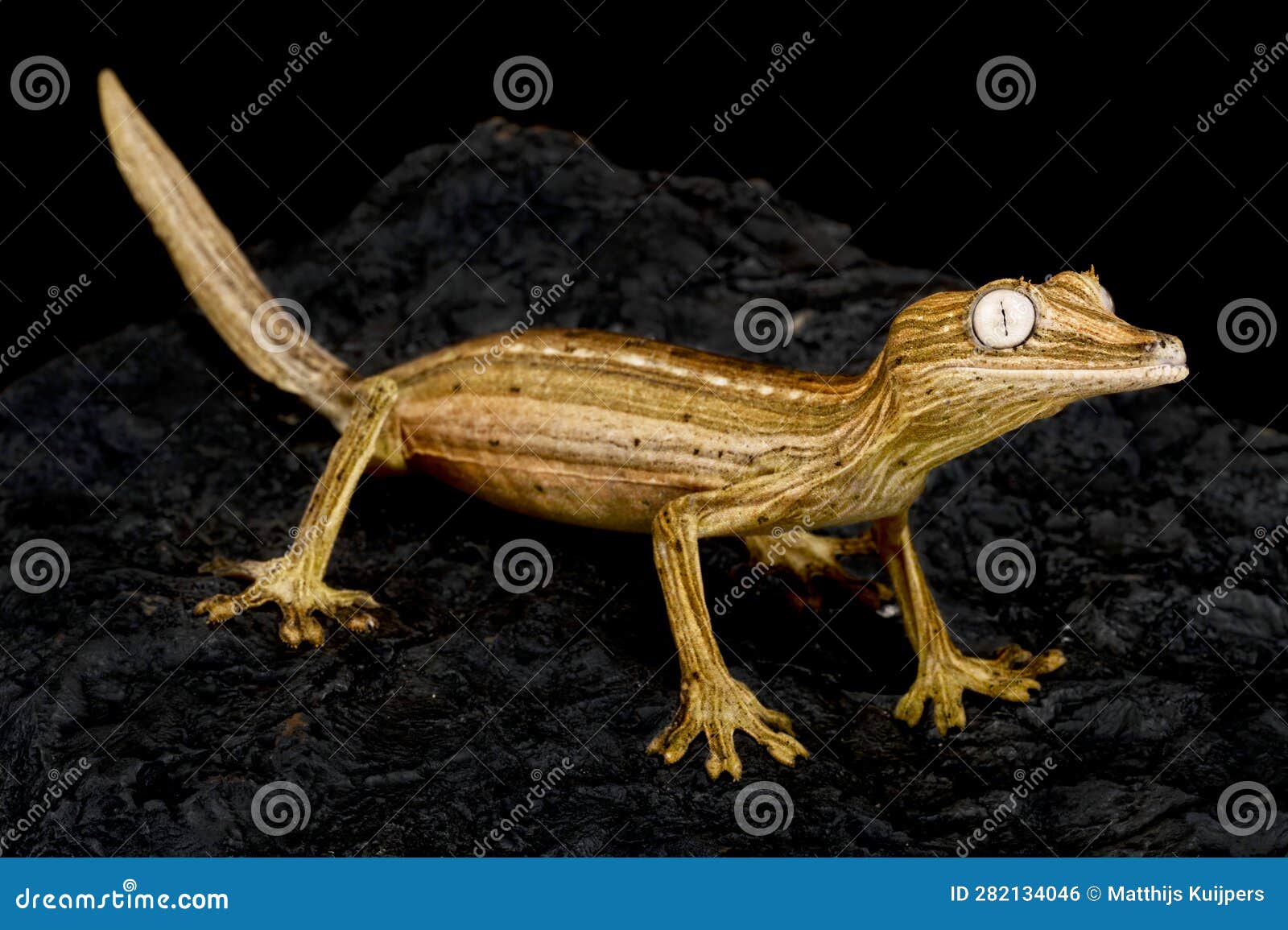 Lined Leaf-tailed Gecko (Uroplatus Lineatus) Stock Photo - Image of ...
