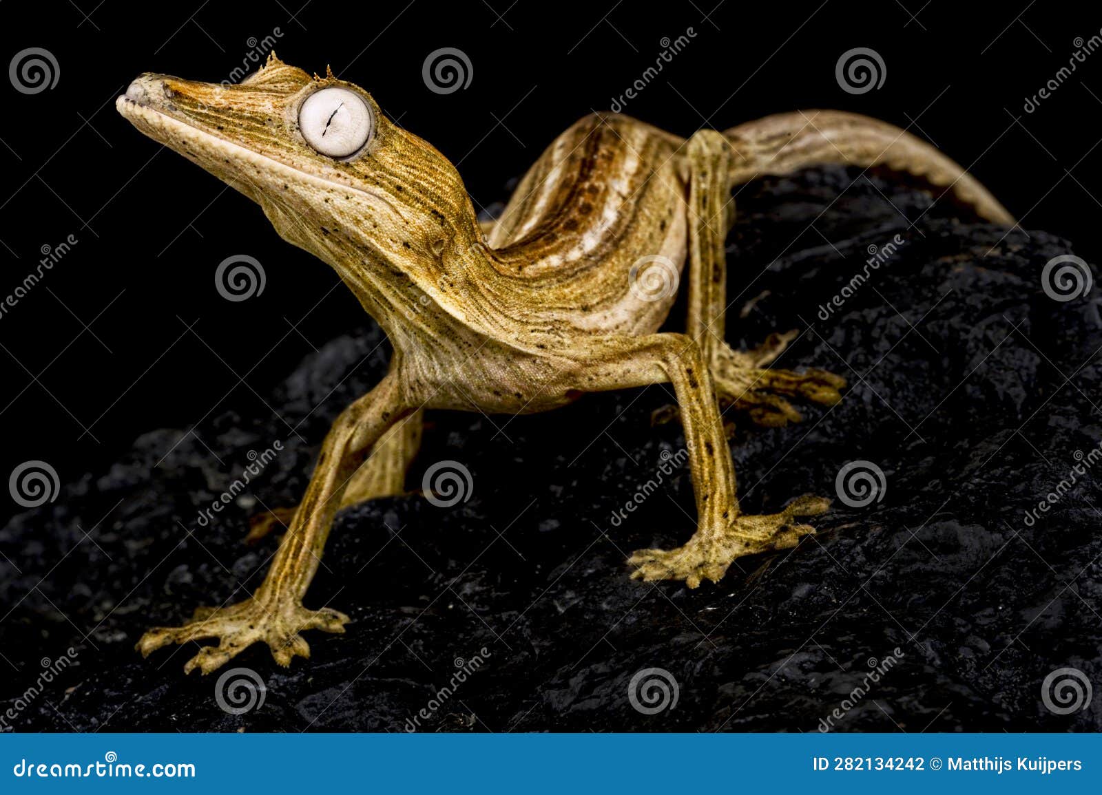 Lined Leaf-tailed Gecko (Uroplatus Lineatus) Stock Photo - Image of ...