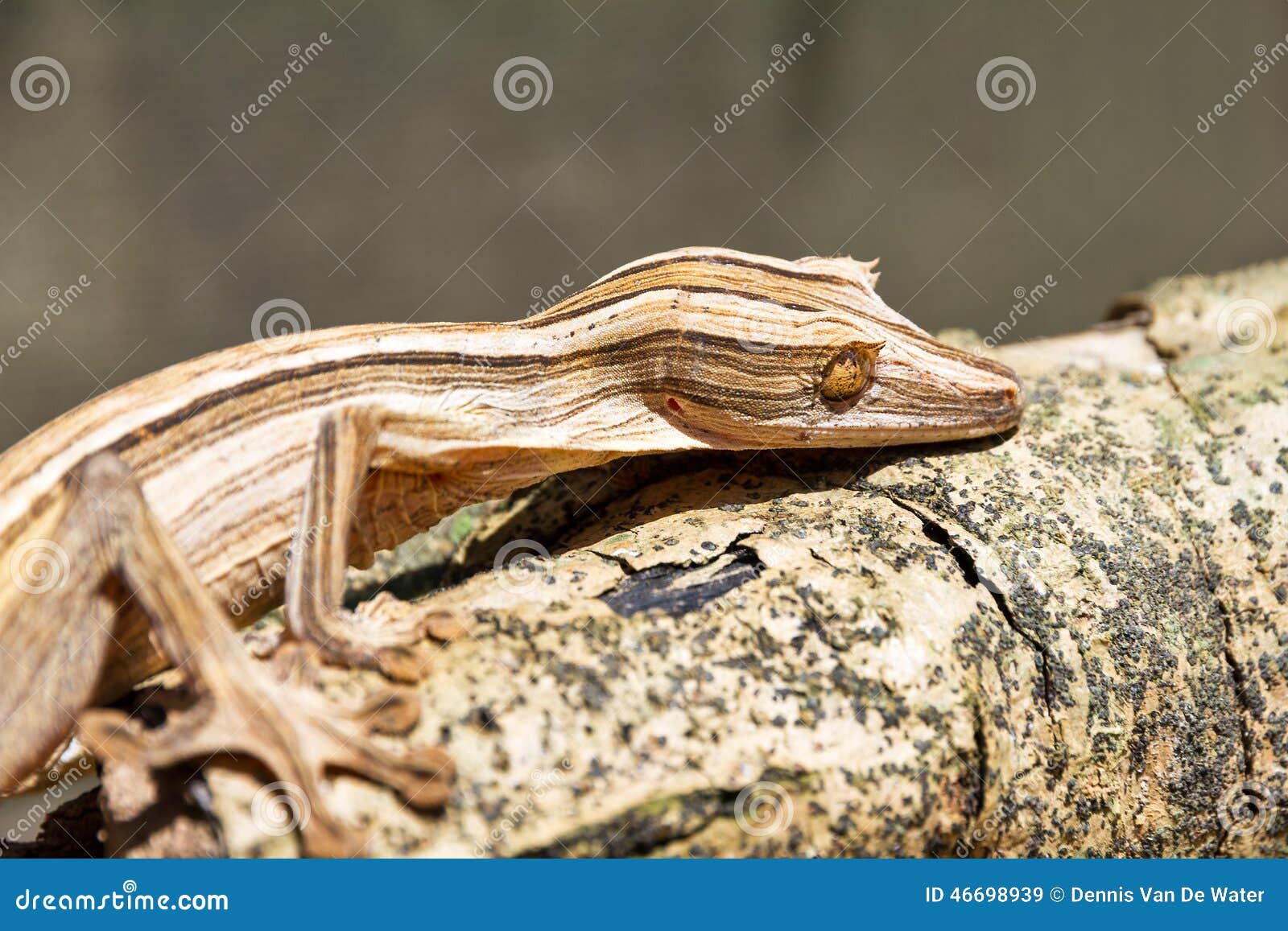 Lined Leaf Tailed Gecko