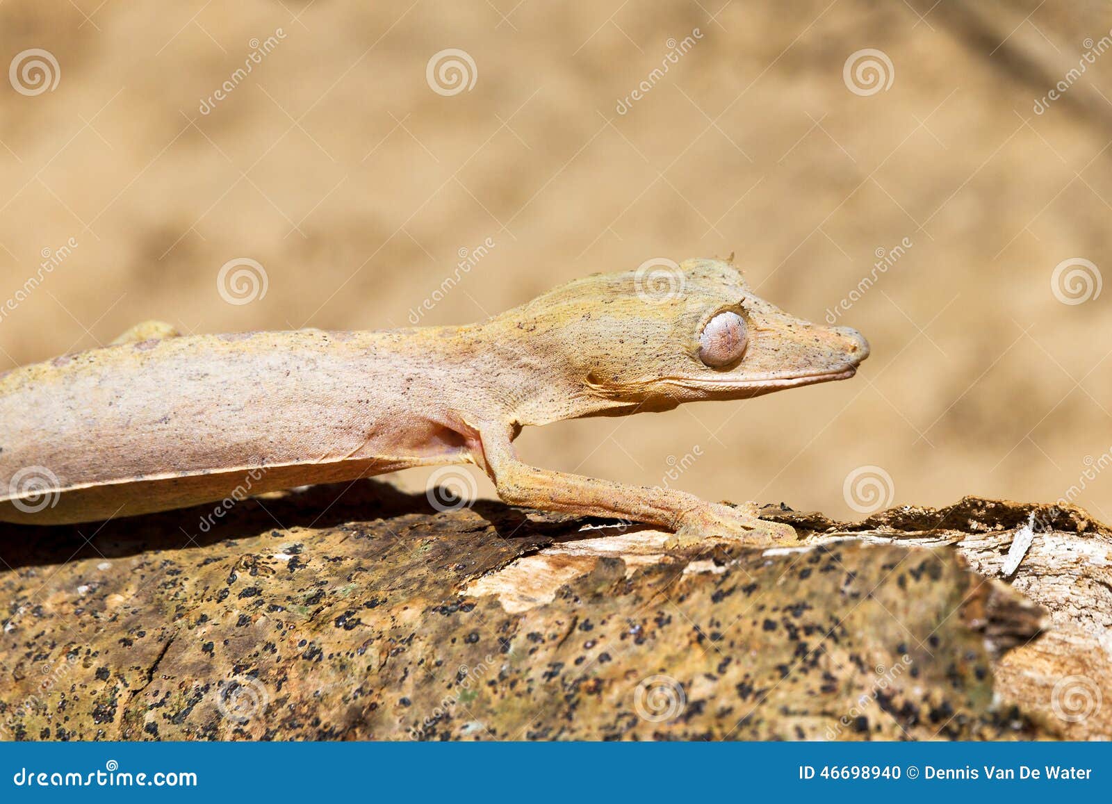 Lined leaf-tailed gecko stock photo. Image of endangered - 46698940