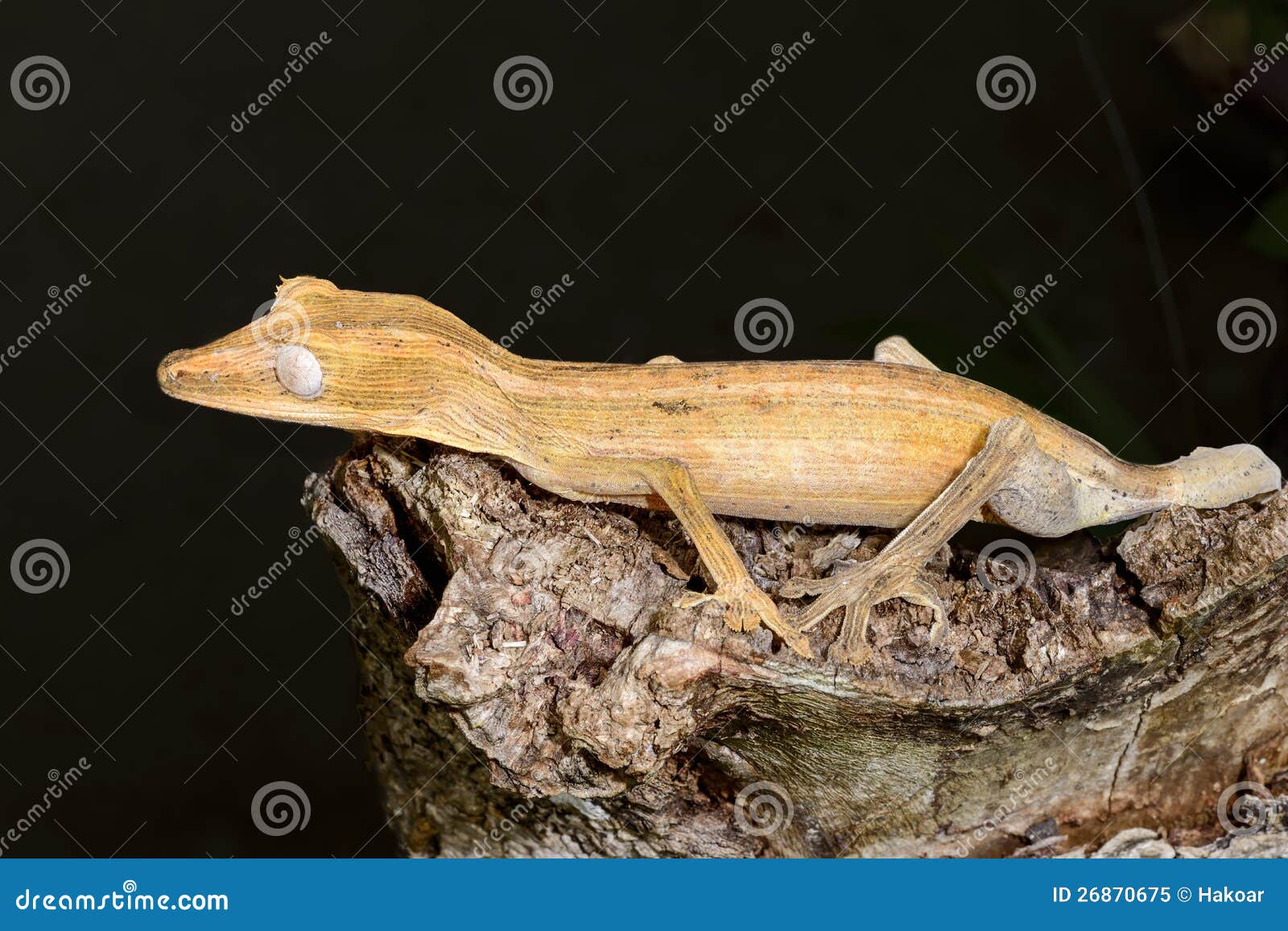 Lined Leaftail Gecko, Marozevo Stock Image - Image of balance, gecko ...