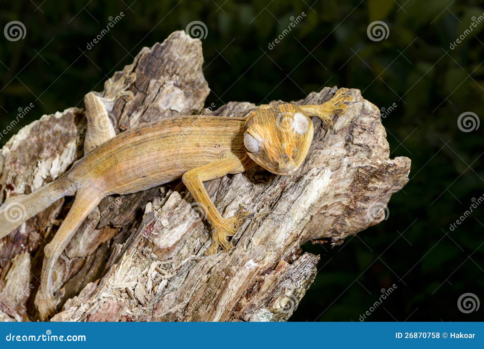 Lined Leaftail Gecko, Marozevo Stock Photo - Image of pattern, reptile ...