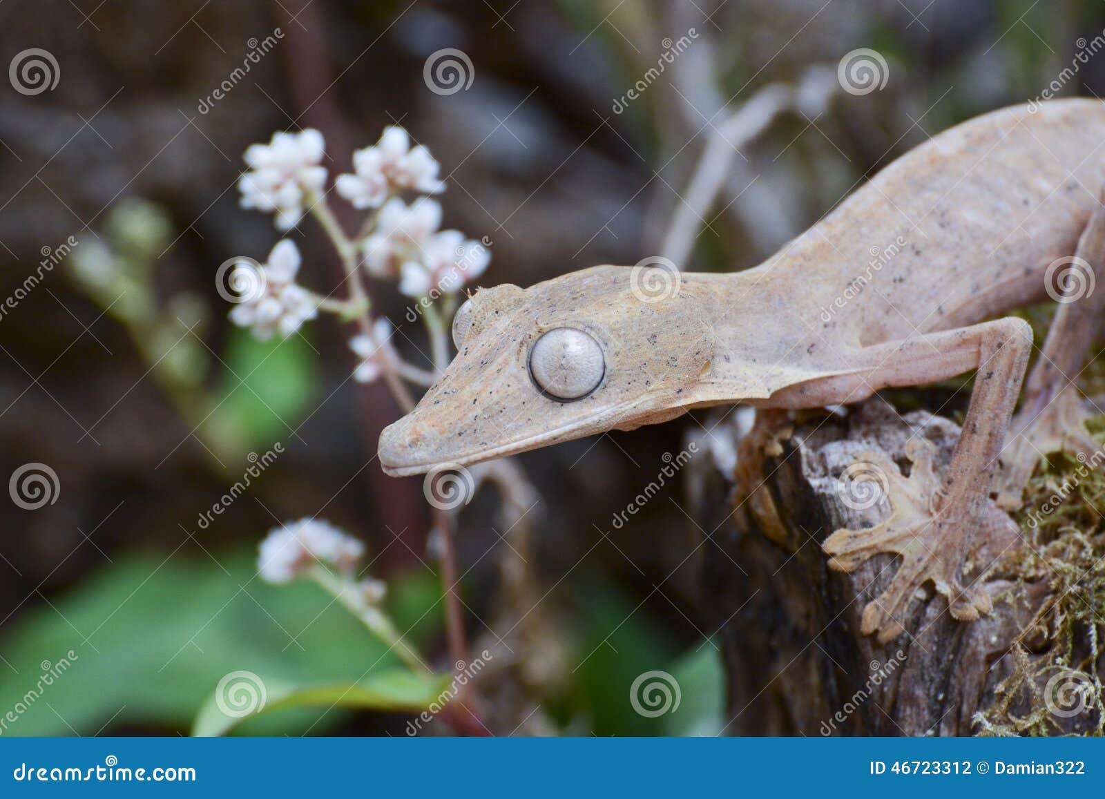 Lined Leaftail Gecko (Uroplatus), Madagascar Stock Photo - Image of ...