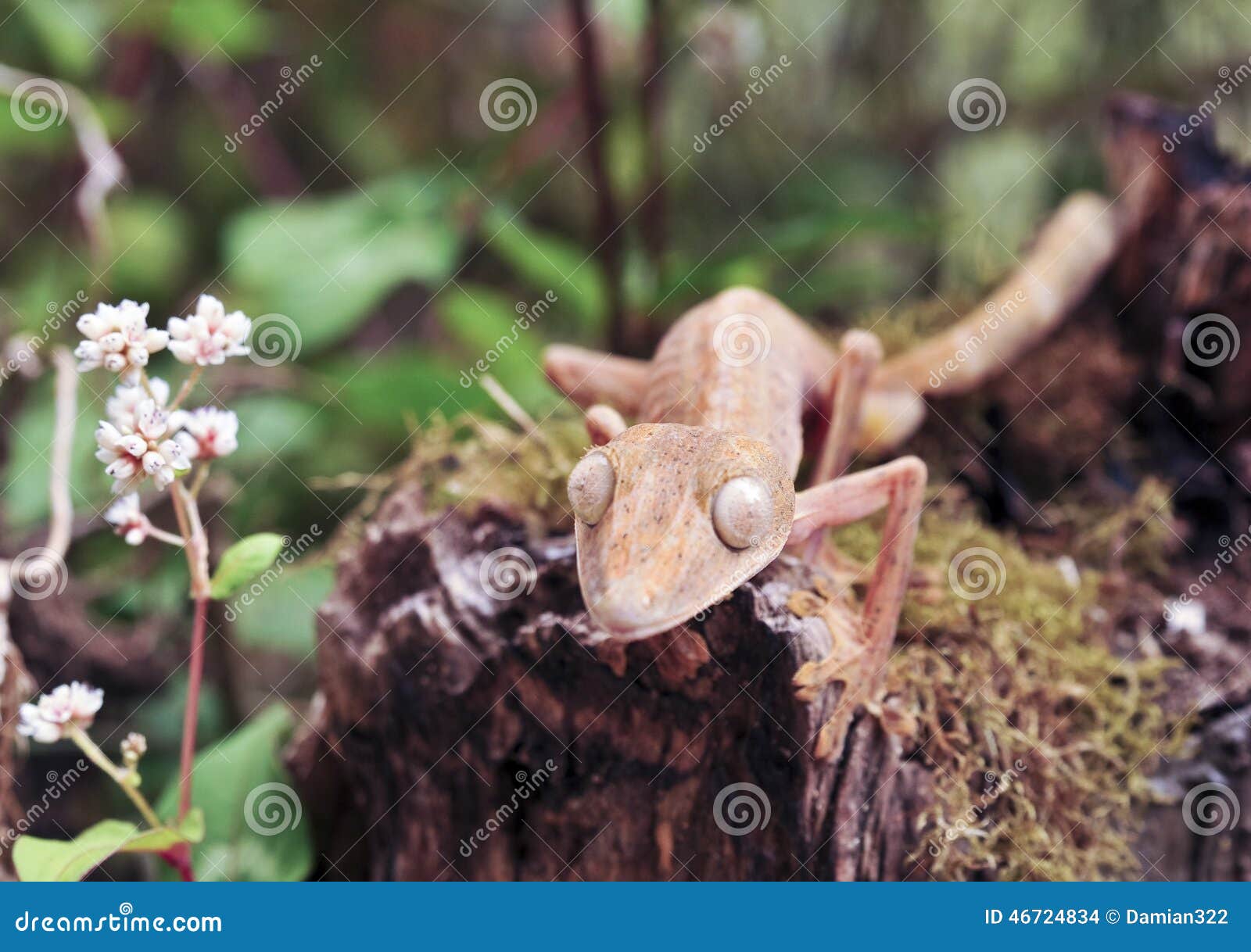 Lined Leaftail Gecko (Uroplatus), Madagascar Stock Photo - Image of ...
