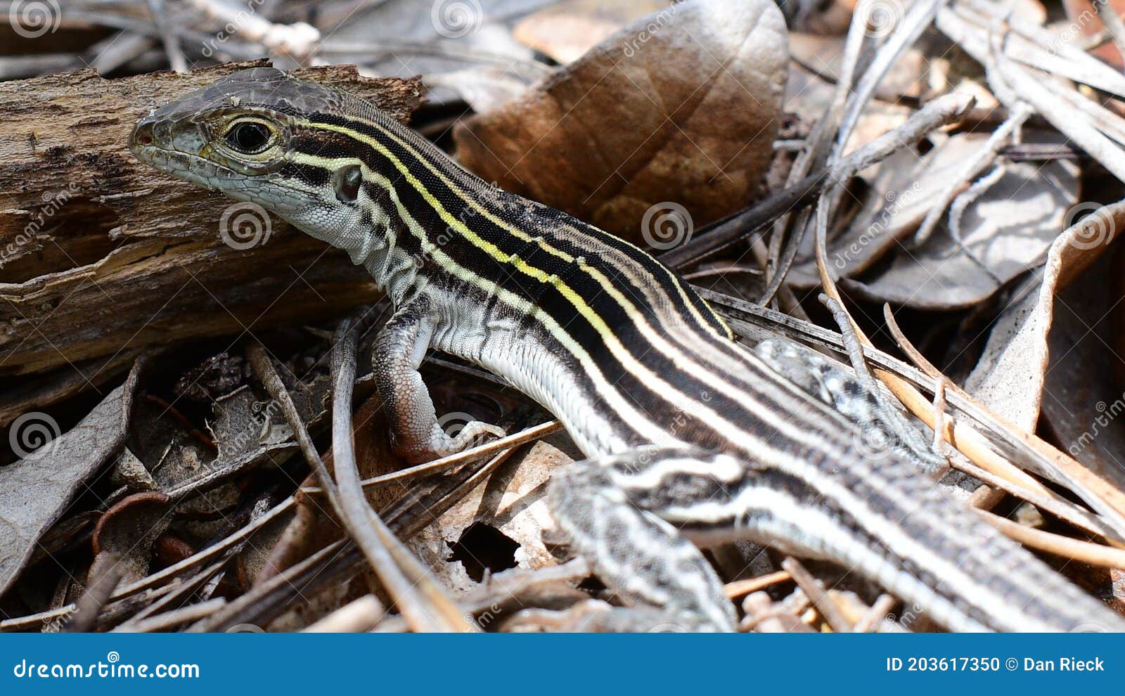 6 Lined Race Runner Lizard in Central Florida Leaf Litter Stock Photo ...