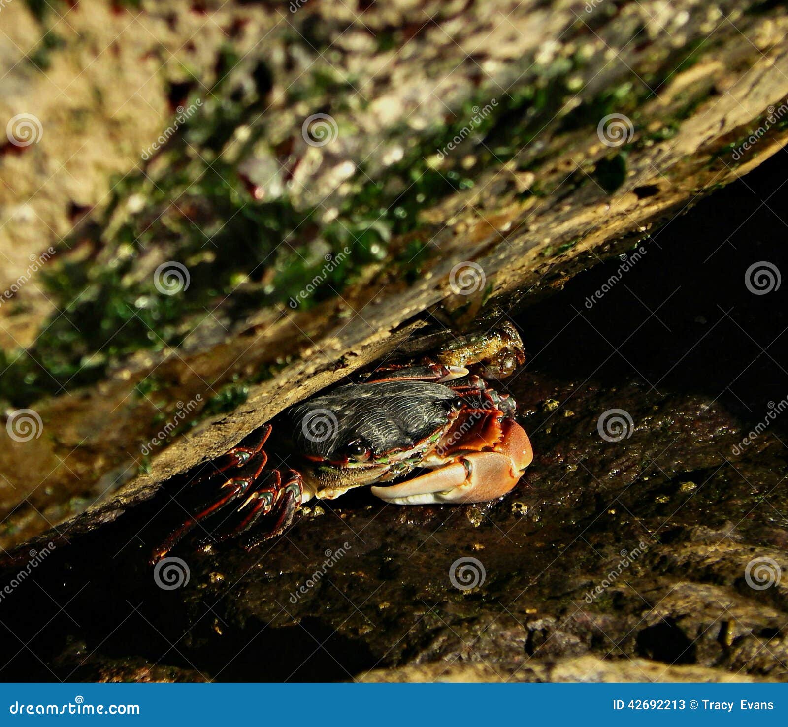 Lined Shore Crab stock image. Image of nature, galapagos - 42692213