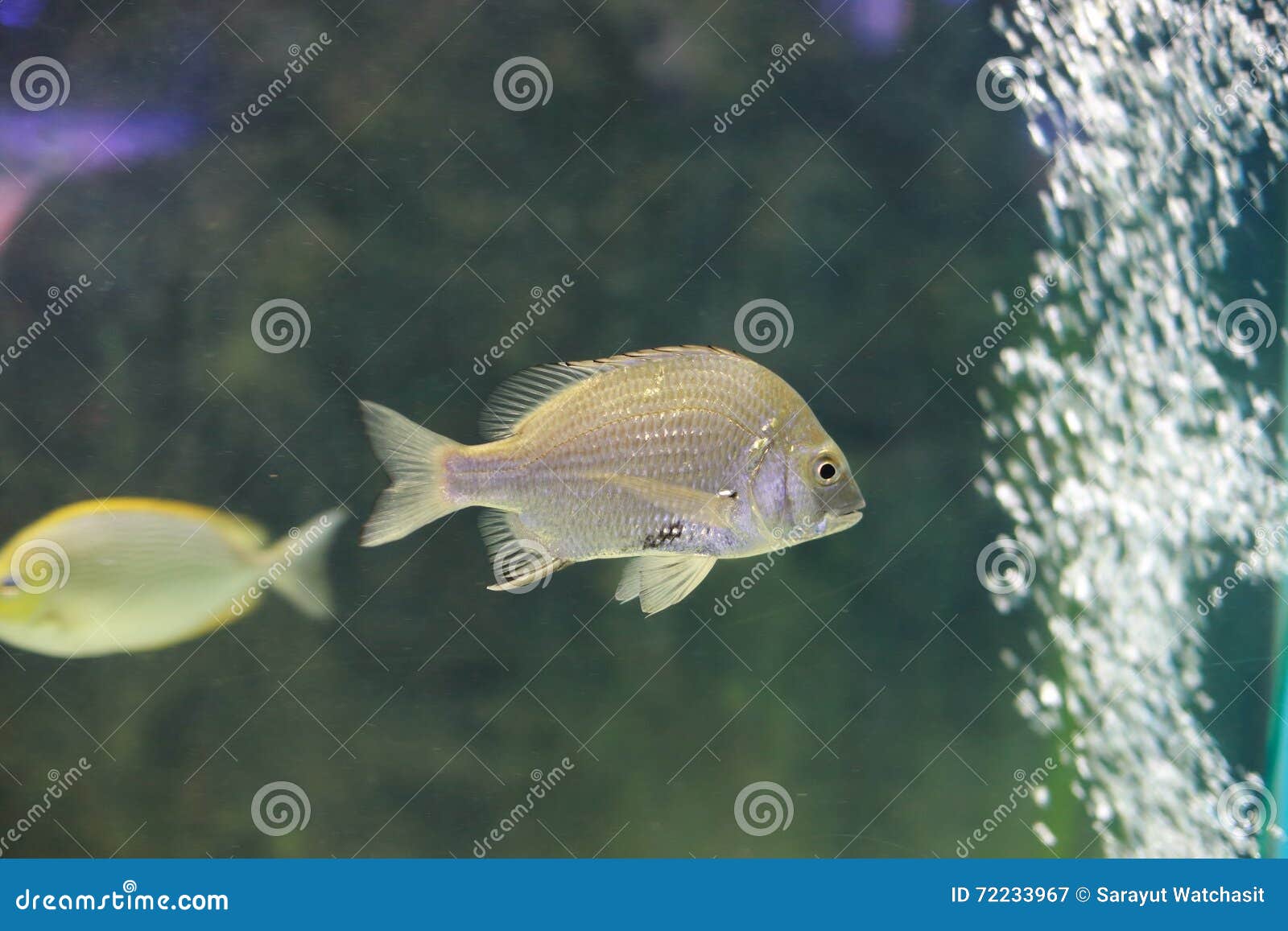 Lined silver grunt stock image. Image of lined, reef - 72233967